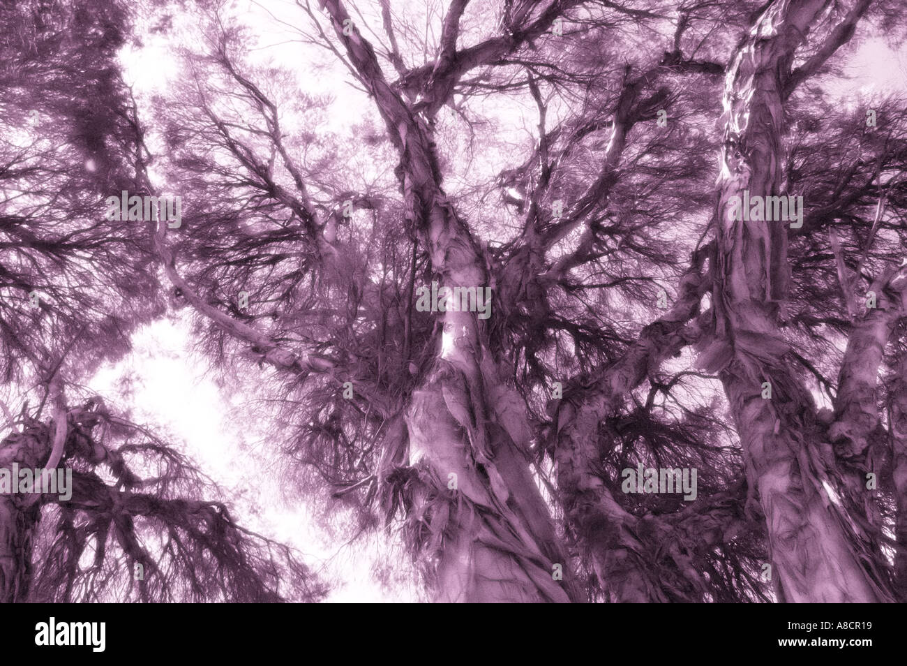 Western Australia Perth Big old venerable tree with many branches ...