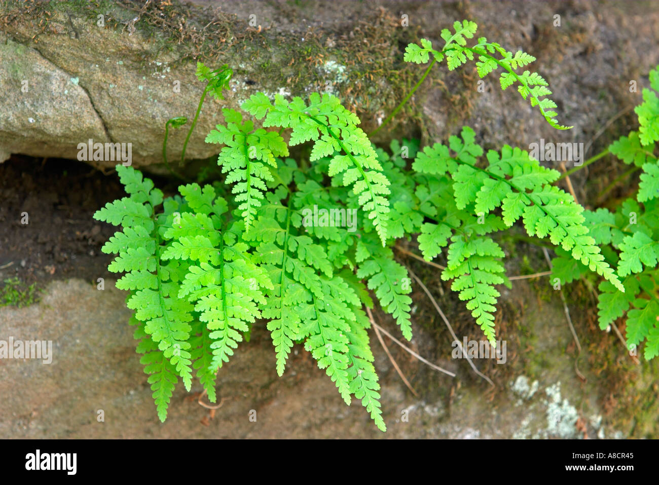Ferns growing thru a crack in the rocks Great Smoky Mountains National ...