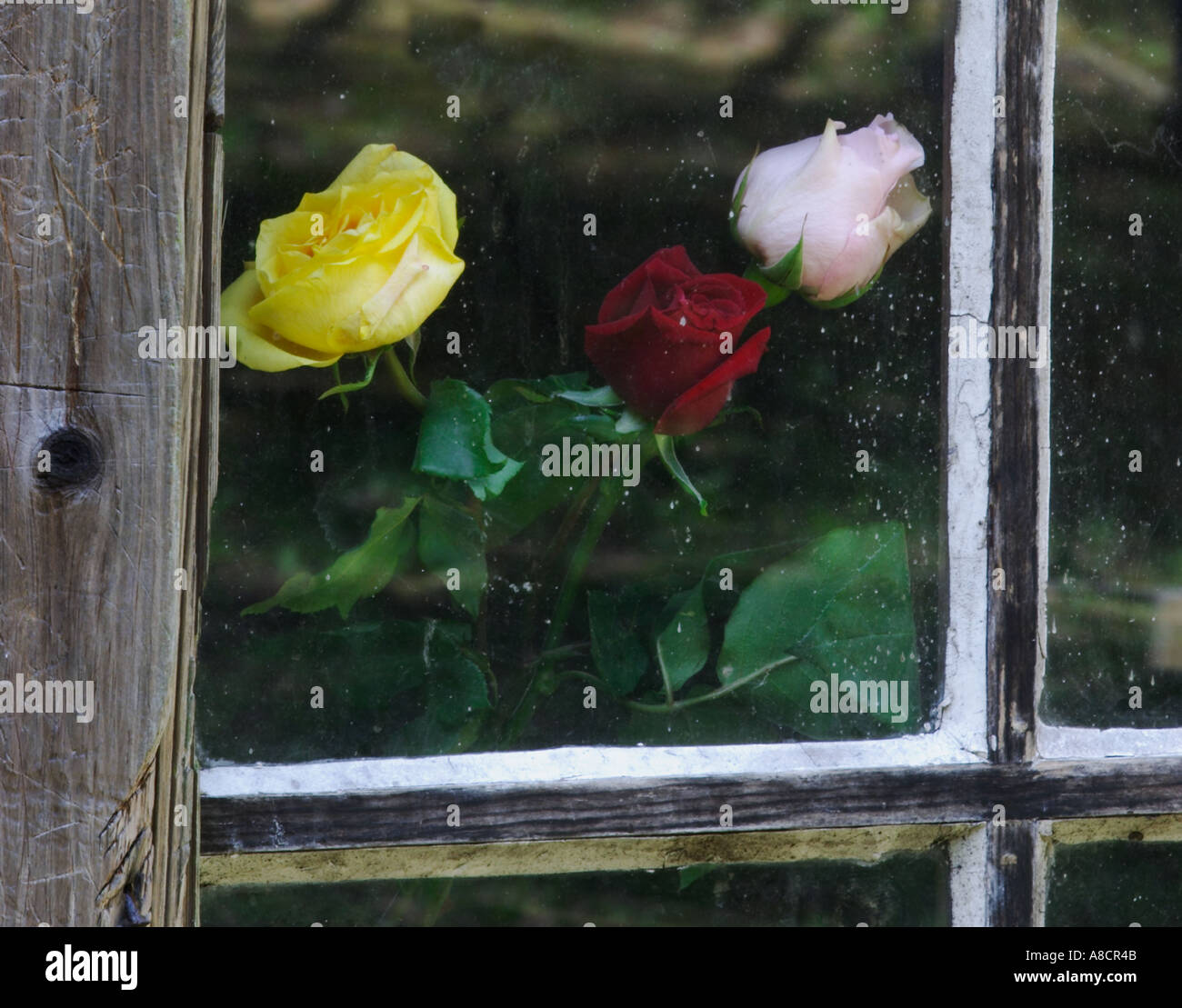 Roses in a vase leaning against the old window glass in a log cabin ...