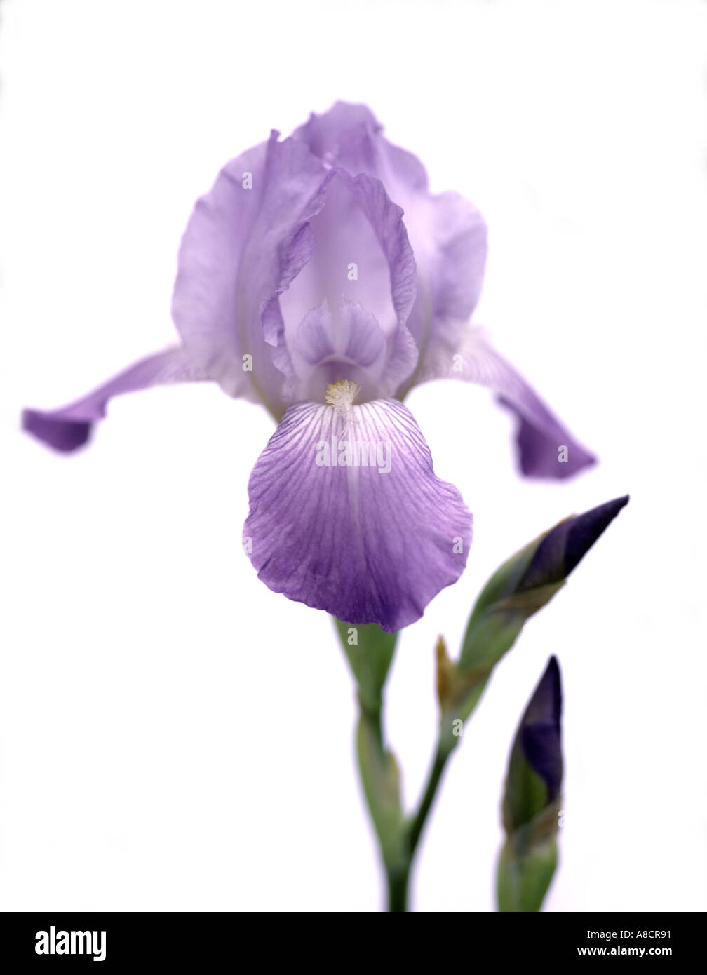 Shilo color hi-res stock photography and images - Alamy