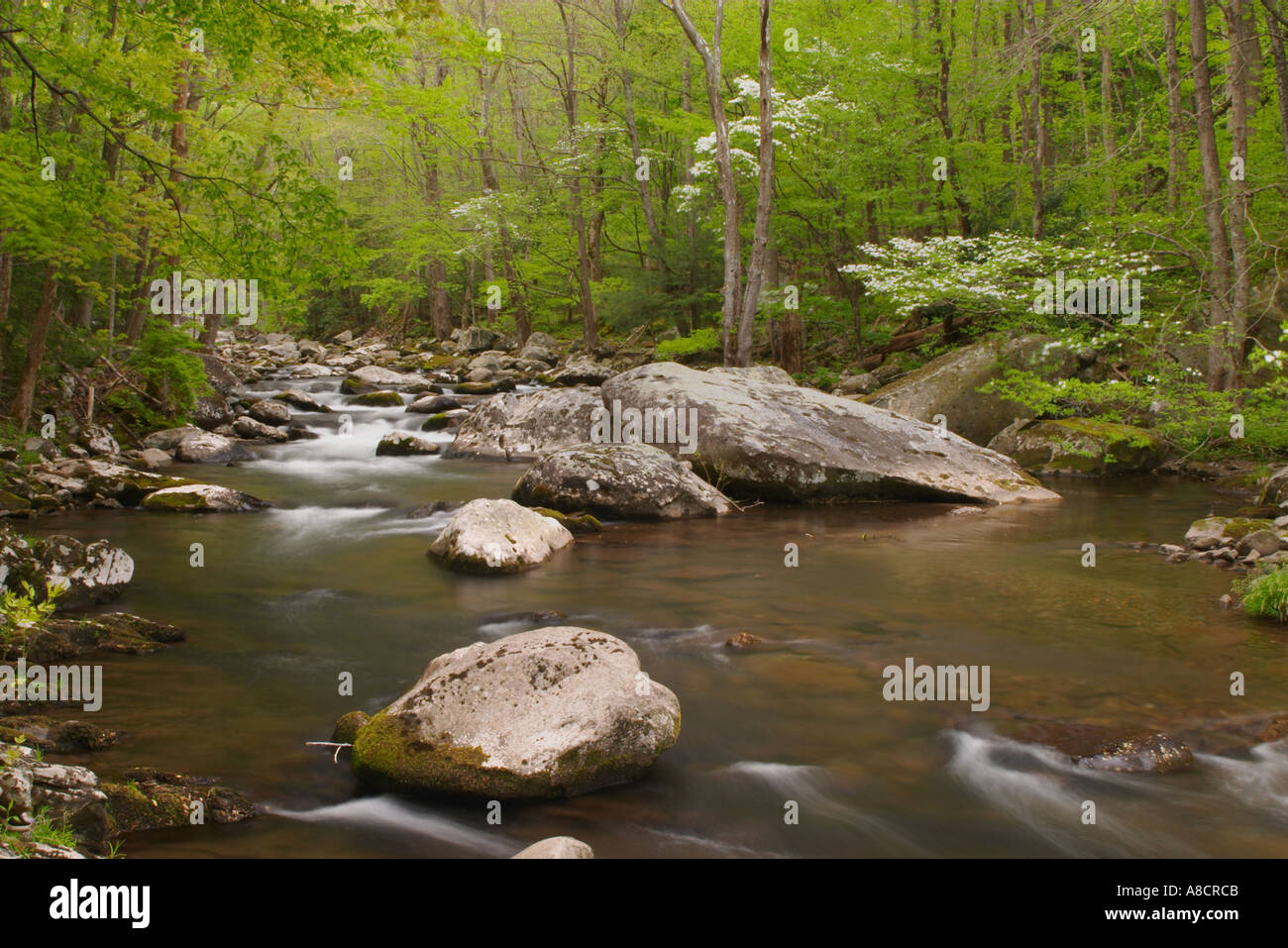 Clean and pure mountain stream running through the Great Smoky ...