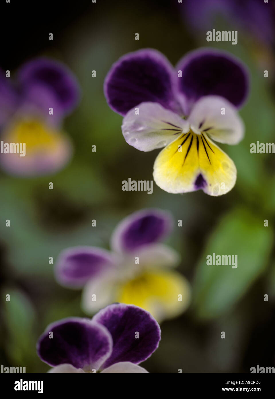 Pansy vivid colour hi-res stock photography and images - Alamy