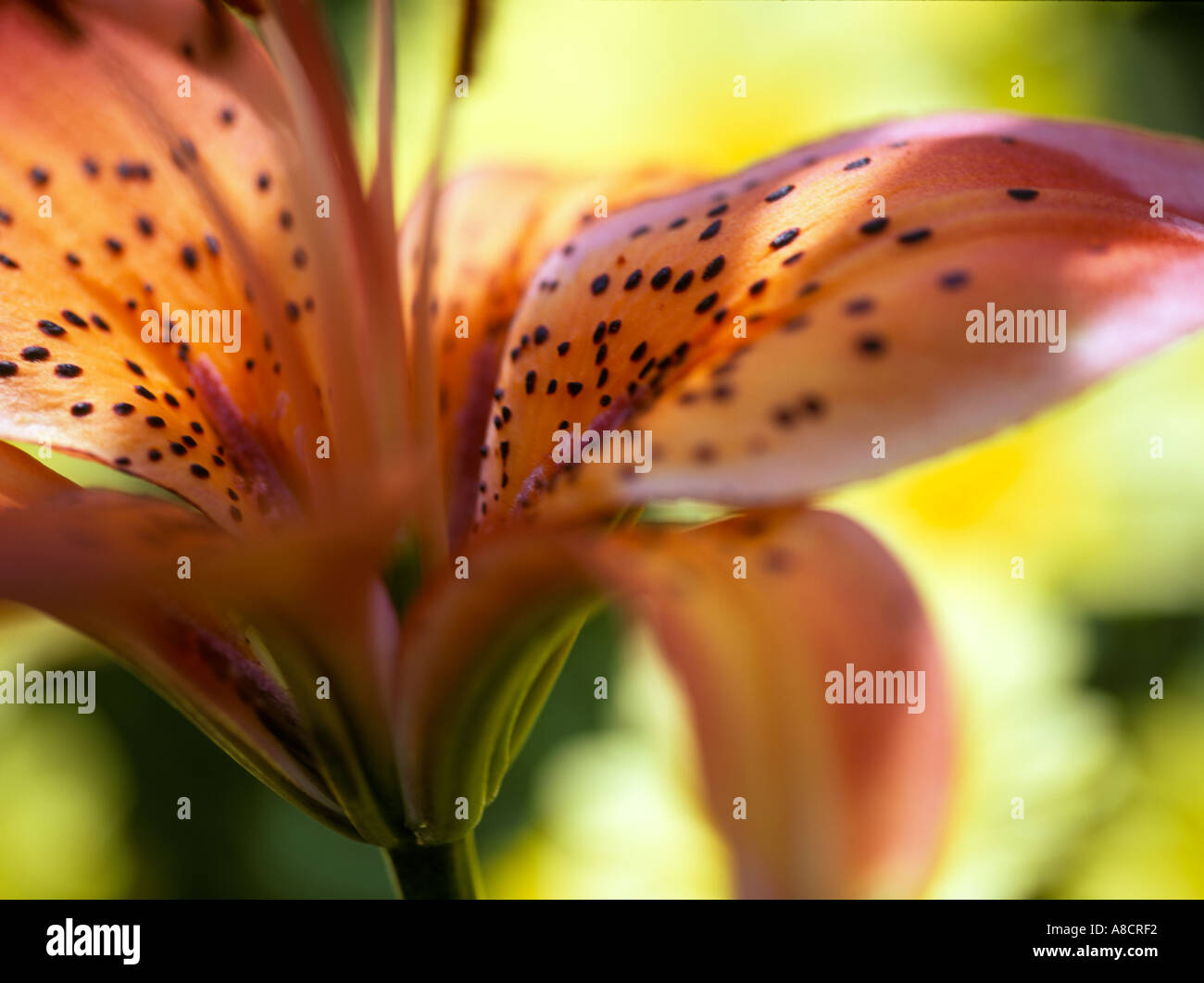 Tiger Lily Abstract Stock Photo - Alamy