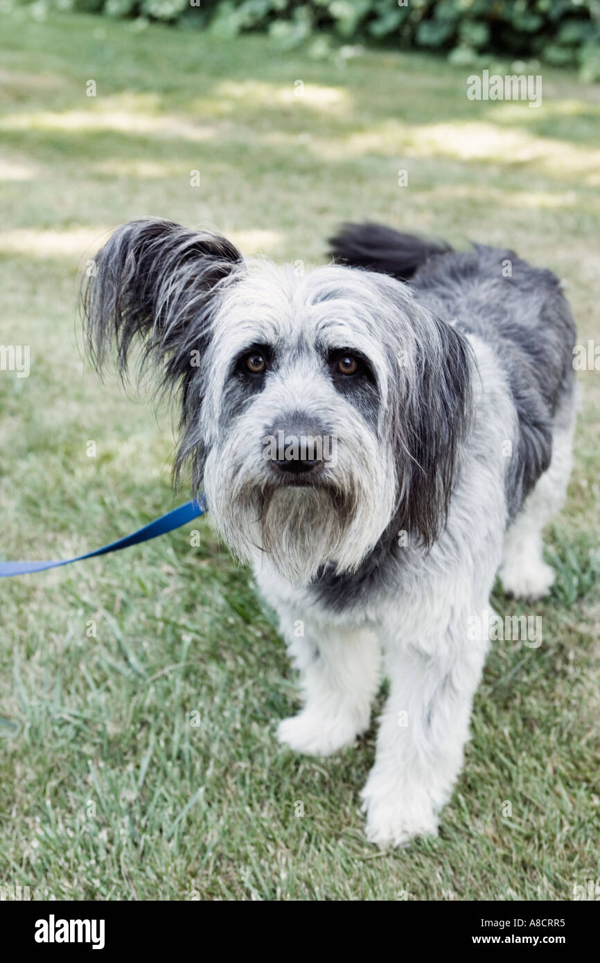 Mut dogs hi-res stock photography and images - Alamy