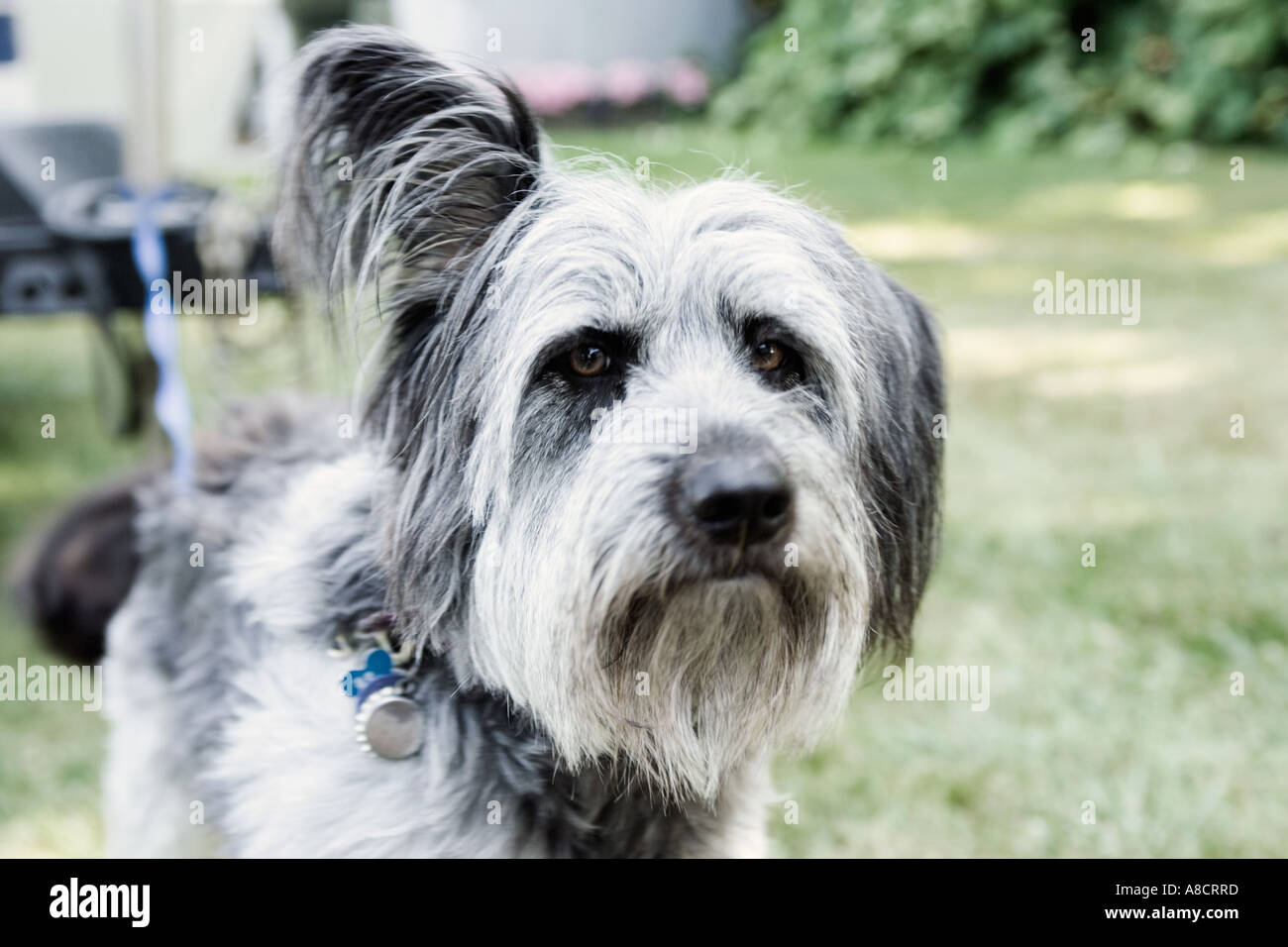 Portrait of a mixed breed dog Stock Photo - Alamy