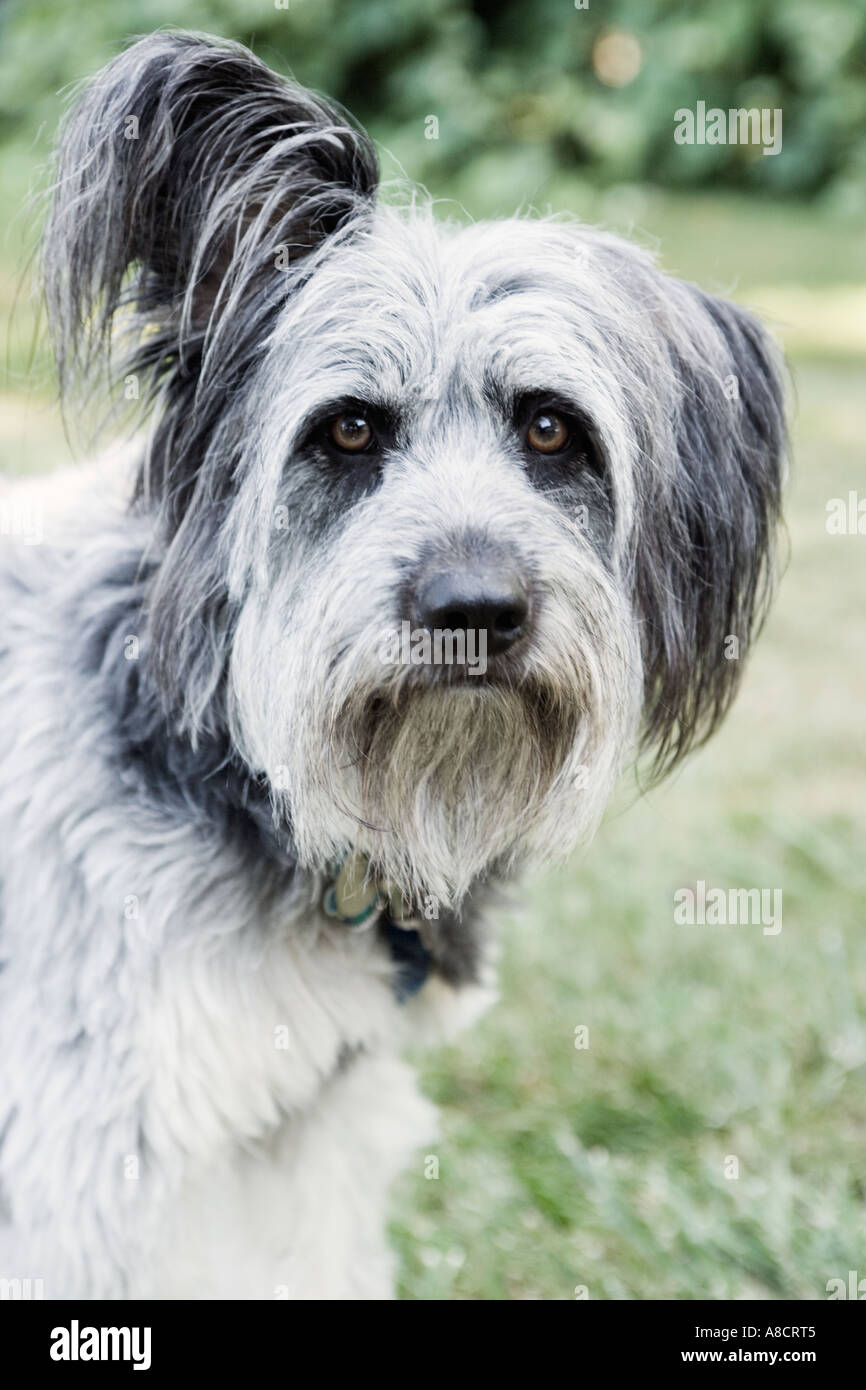 Portrait of a mixed breed dog Stock Photo - Alamy
