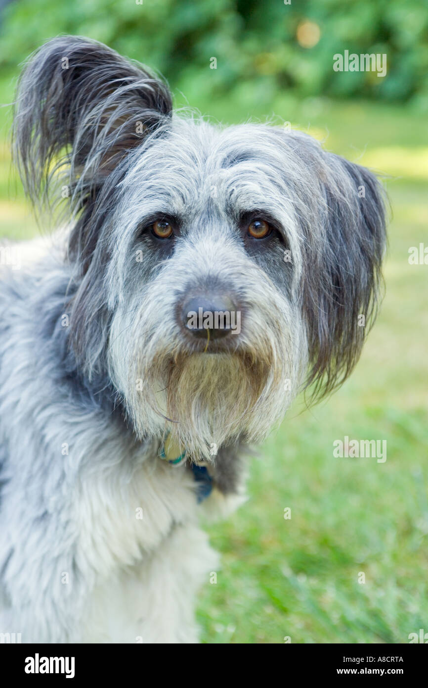 Mut dogs hi-res stock photography and images - Alamy