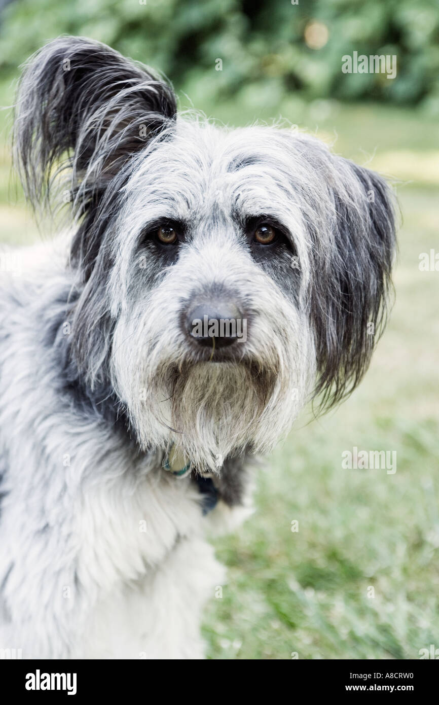 Portrait of a mixed breed dog Stock Photo - Alamy