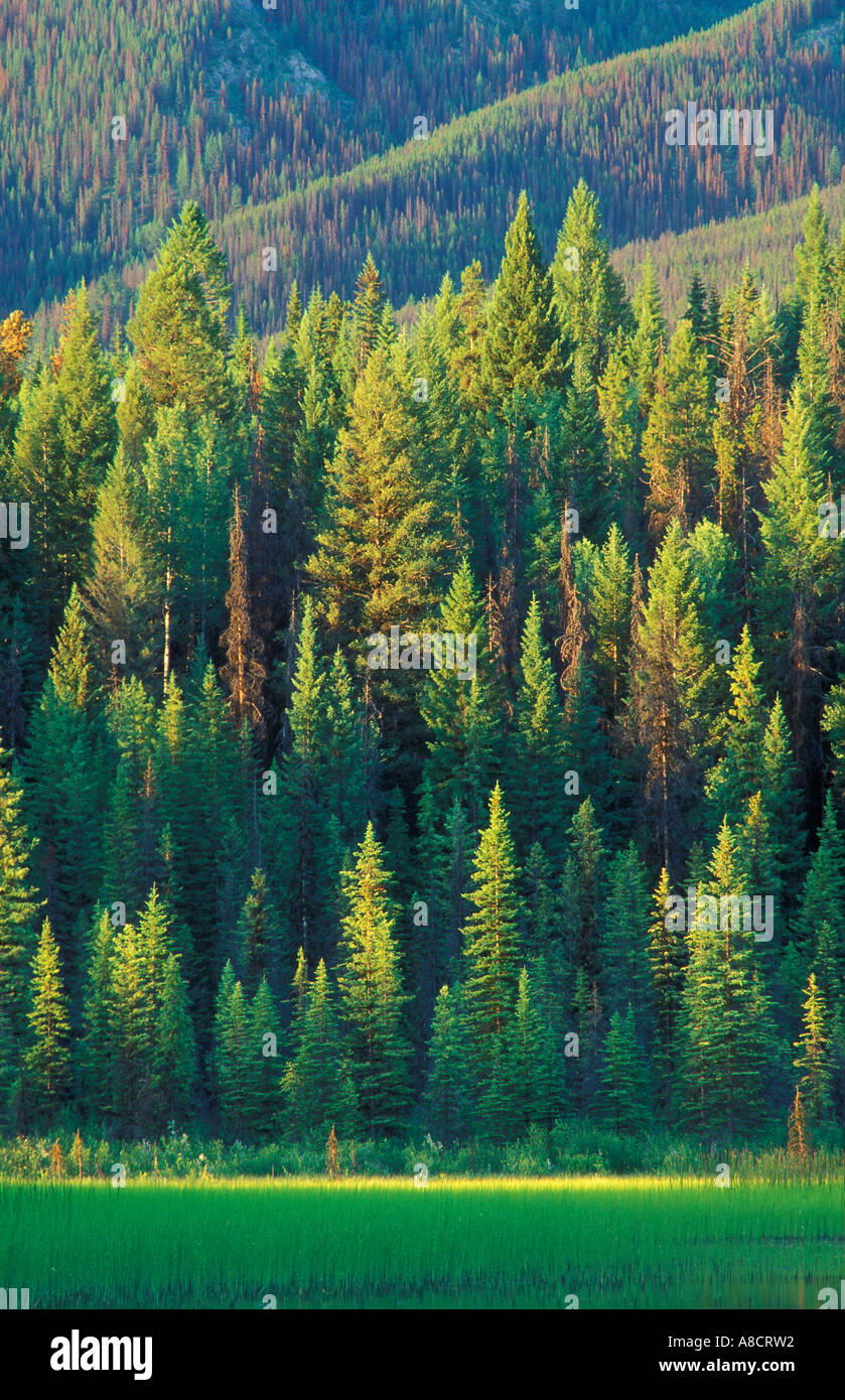 Pine trees Dog Lake Kootenay National Park British Columbia Canada ...