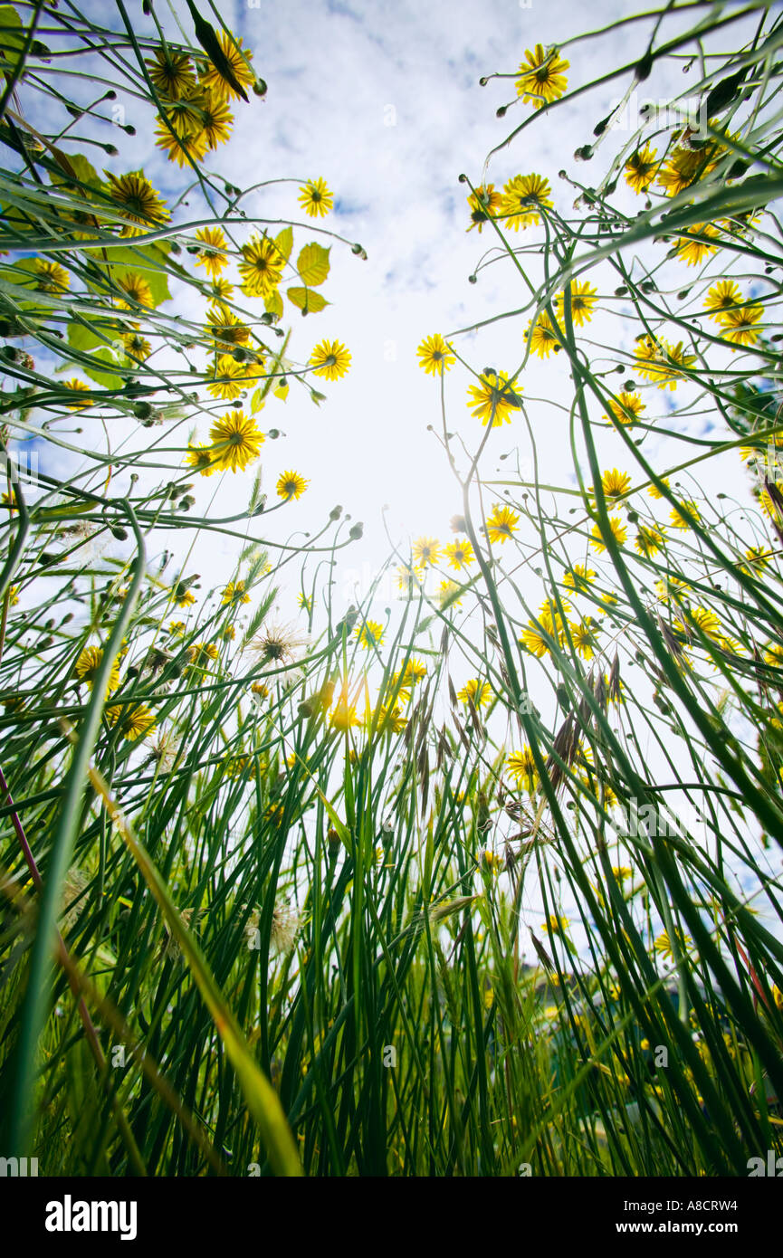 Tall grassy field flowers hi-res stock photography and images - Alamy