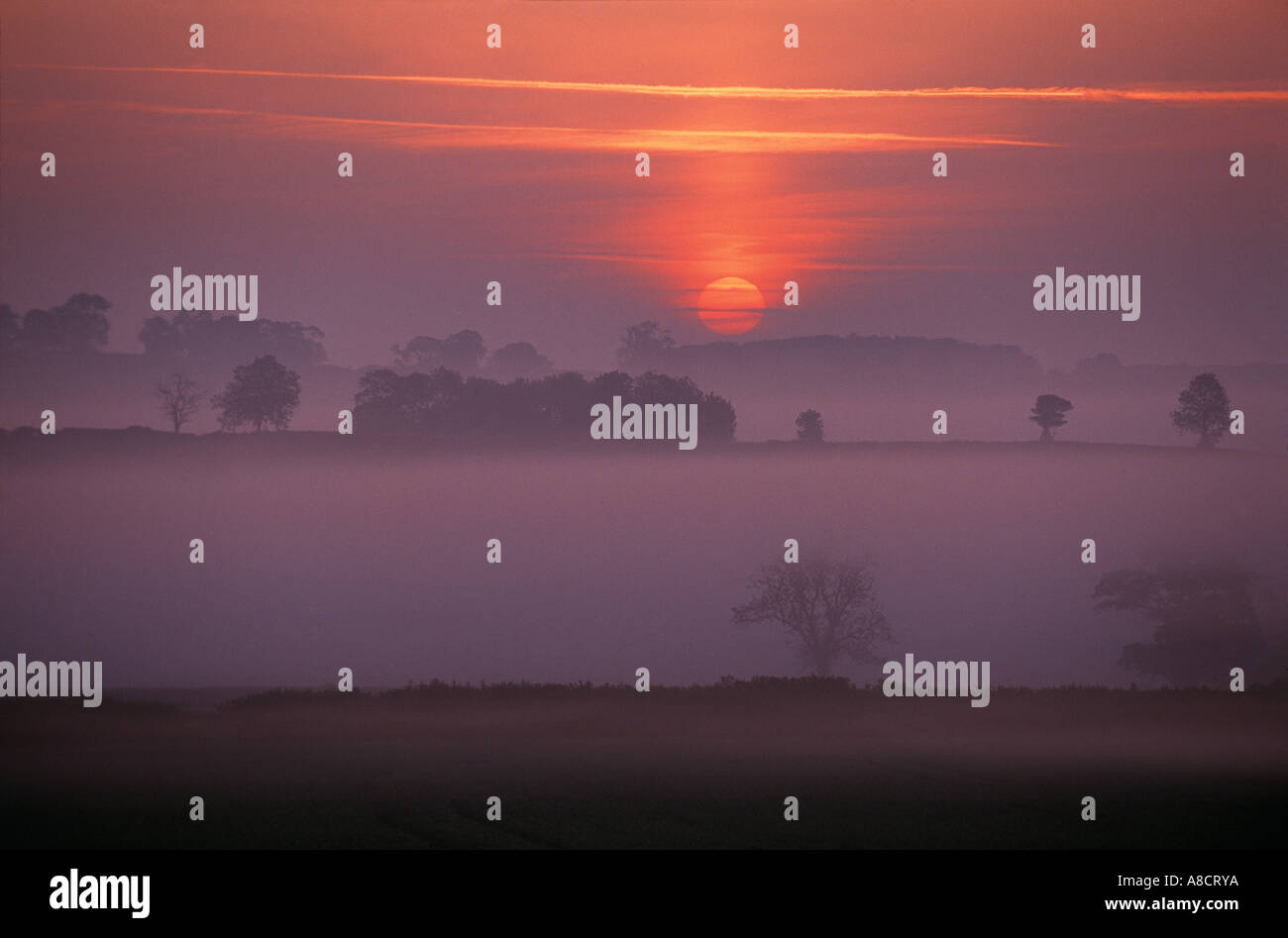 dawn near Charlton Horethorne Somerset England Uk Stock Photo - Alamy