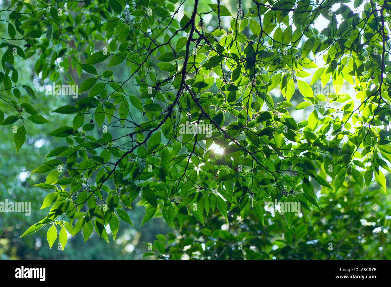Looking up at a tree branch Stock Photo - Alamy