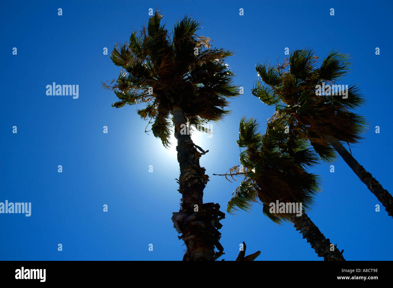 Western Australia Perth Palm trees silhouette against sun Stock Photo ...