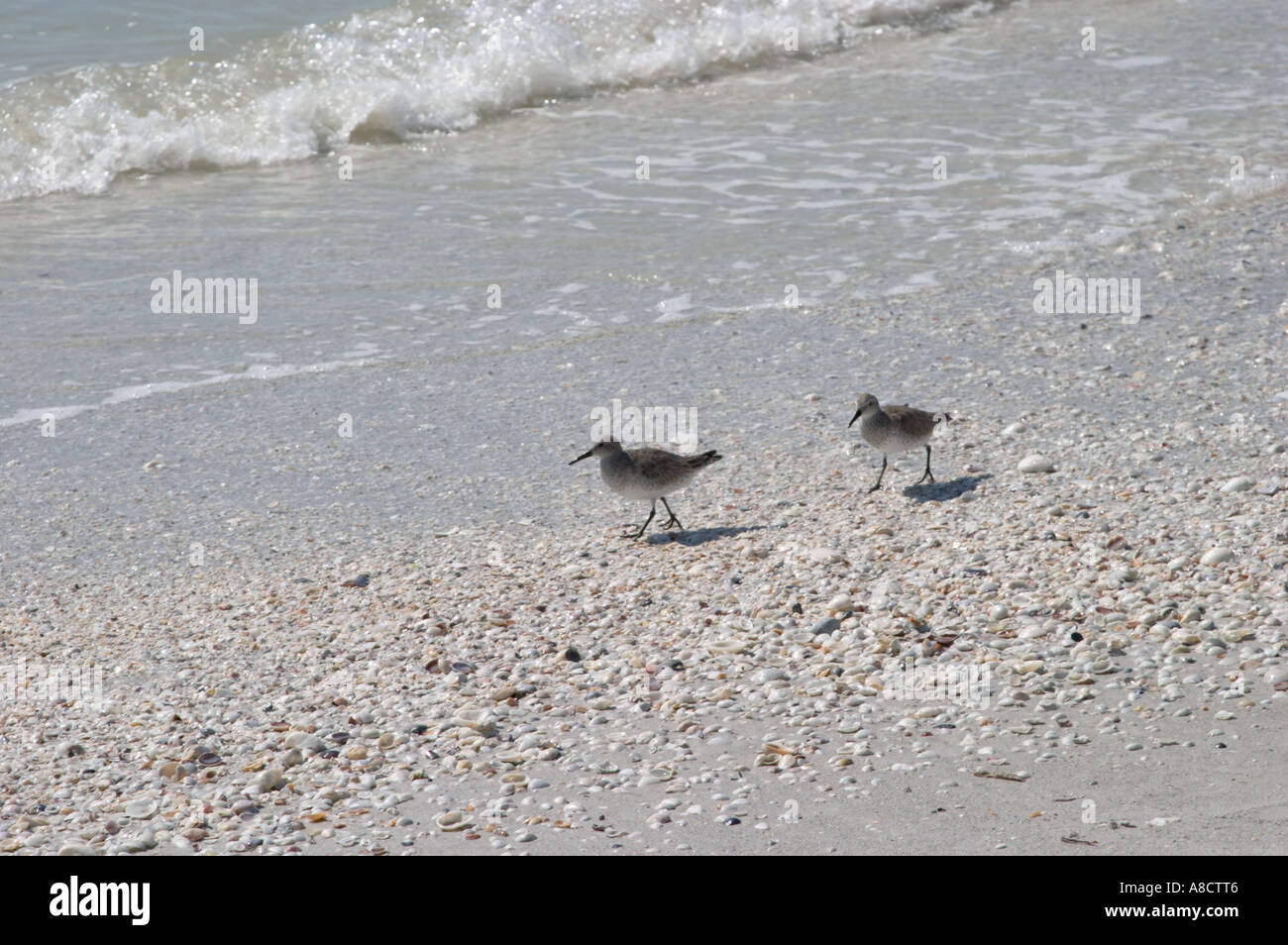SHOREBIRDS ON THE BEACH AT GULFSIDE CITY PARK ON THE GULF OF MEXICO ON ...