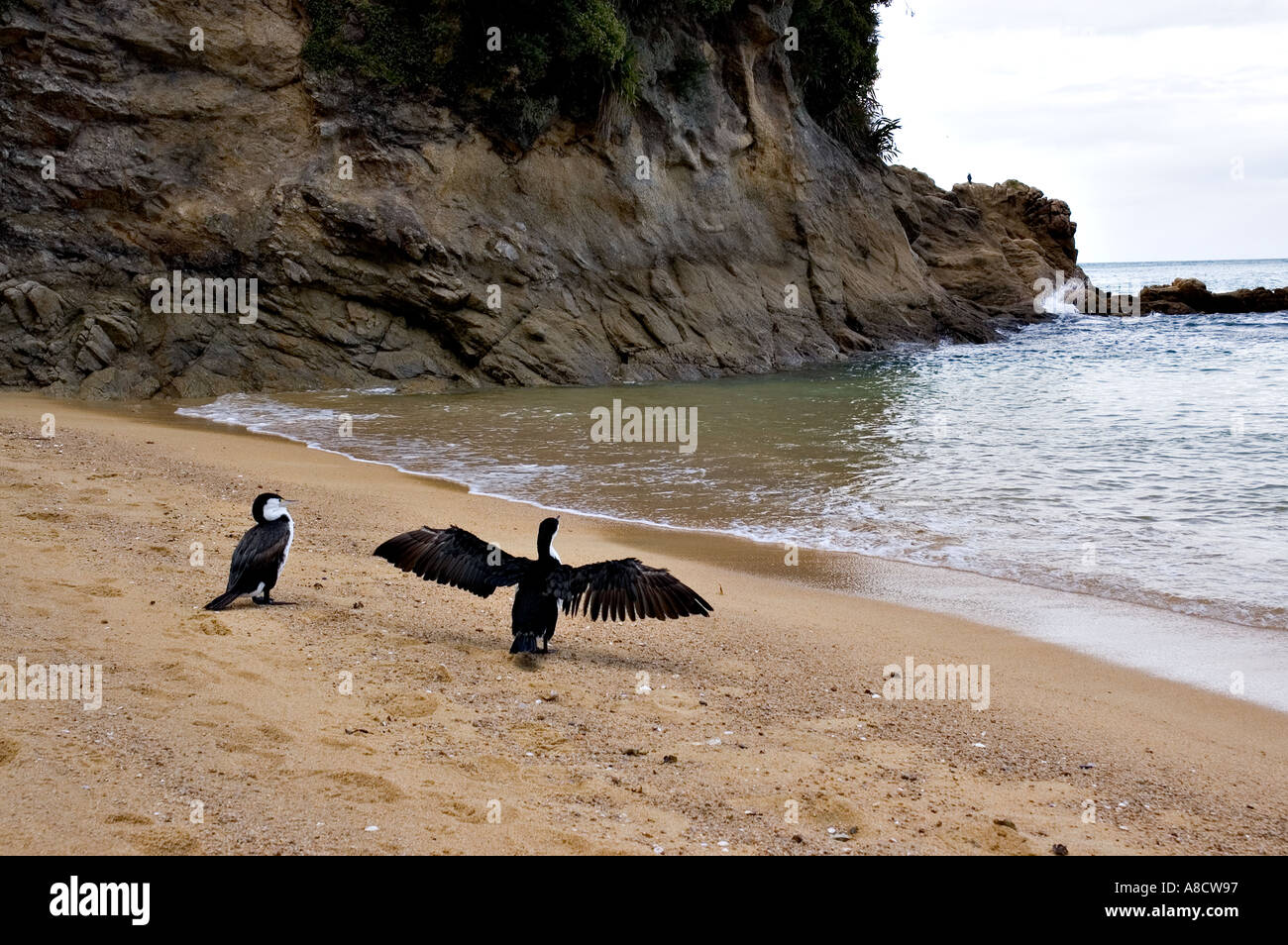 shags Mutton Cove Able Tasman Track new zealand Stock Photo - Alamy