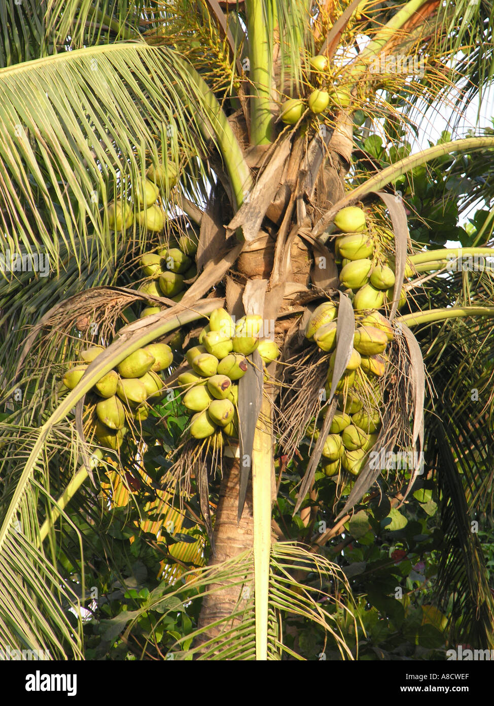 NMJ98727 Coconut Tree Varun Farm House Panvel Maharashtra India Stock ...