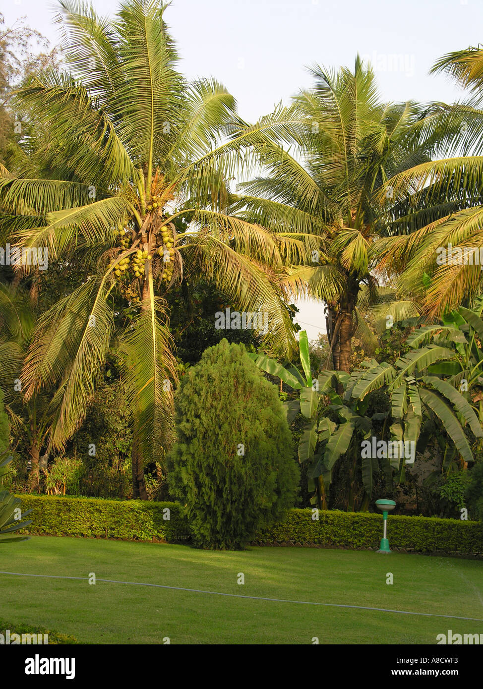 NMJ98728 Coconut Tree Varun Farm House Panvel Maharashtra India Stock ...