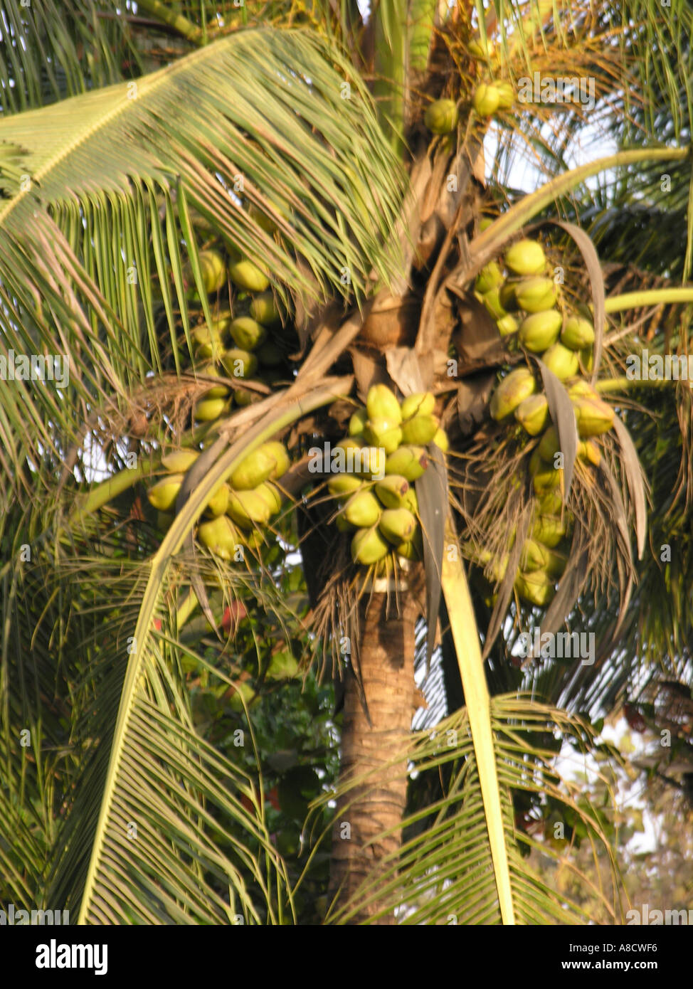 India palm trees lawn hi-res stock photography and images - Alamy