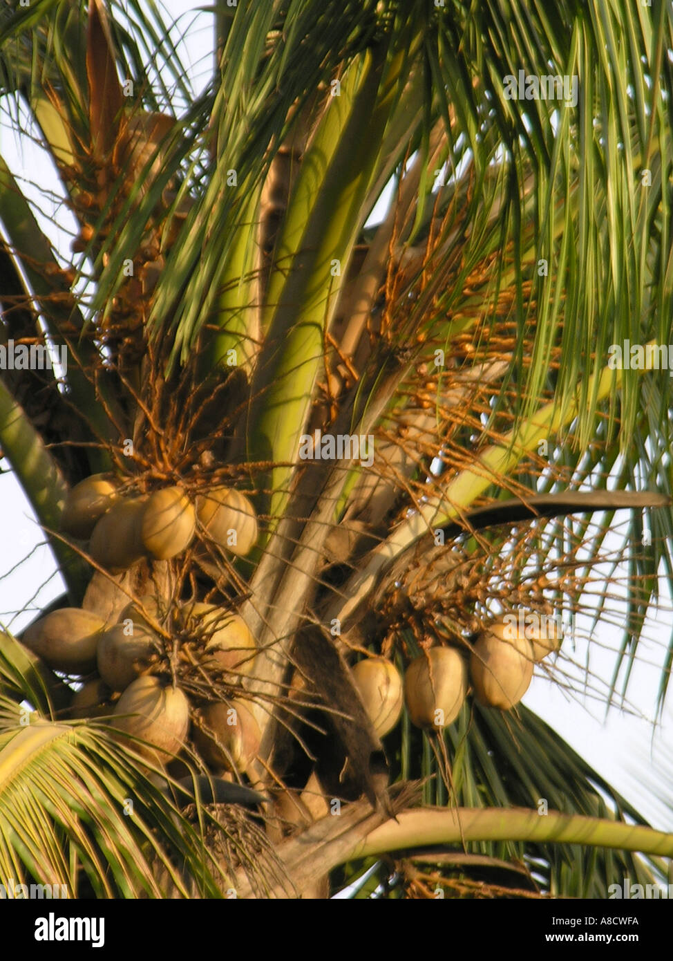 NMJ98730 Coconut Tree Varun Farm House Panvel Maharashtra India Stock ...