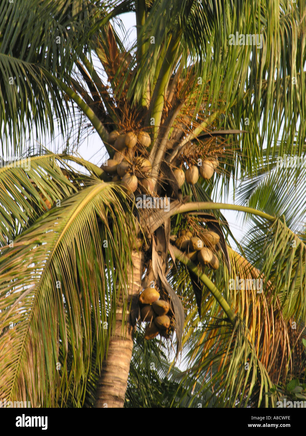 NMJ98731 Coconut Tree Varun Farm House Panvel Maharashtra India Stock ...