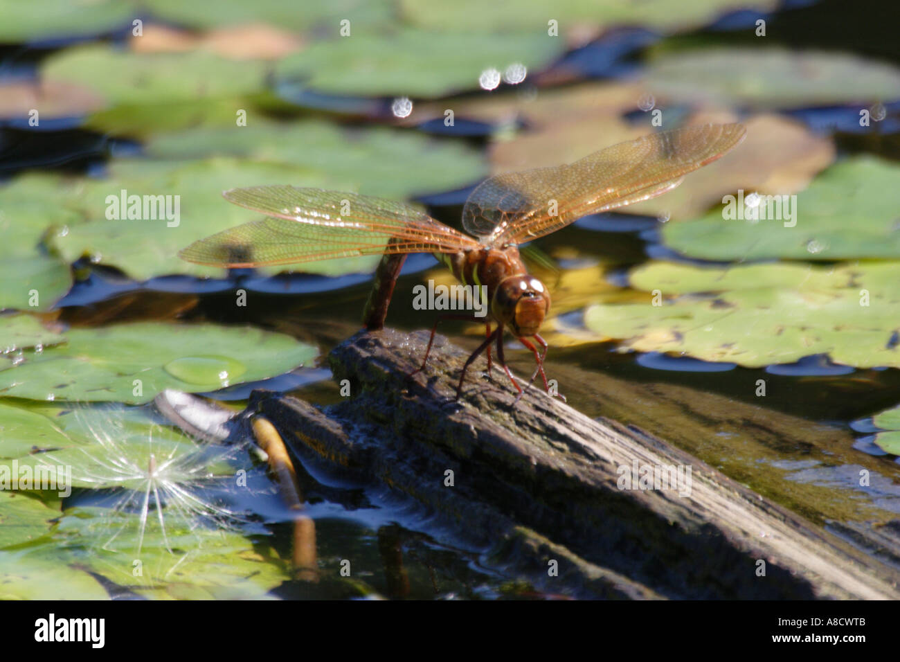 Dragon fly water hi-res stock photography and images - Alamy