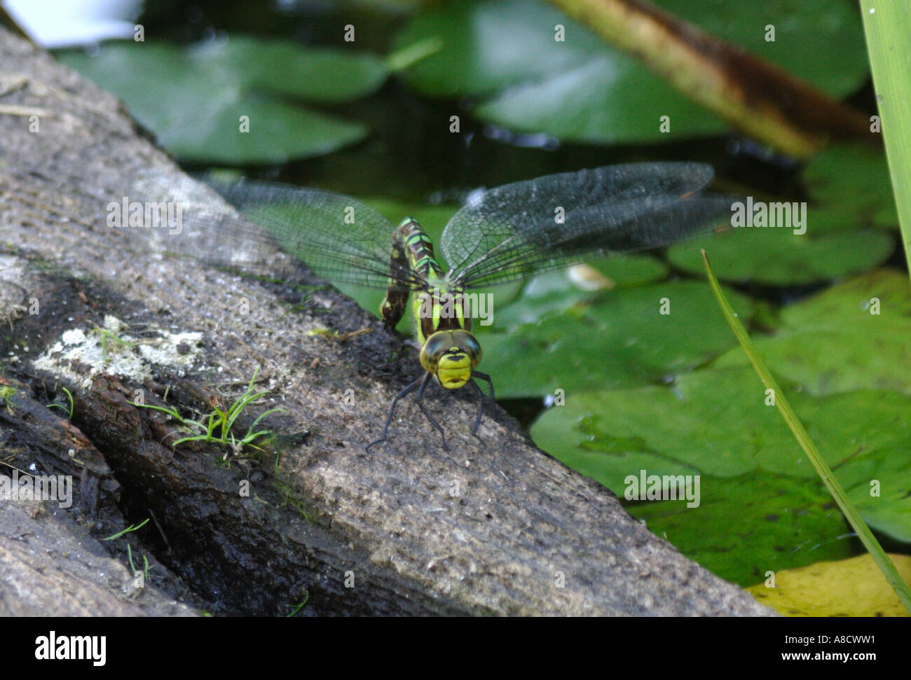 Damsel fly carnivorous insects hi-res stock photography and images - Alamy