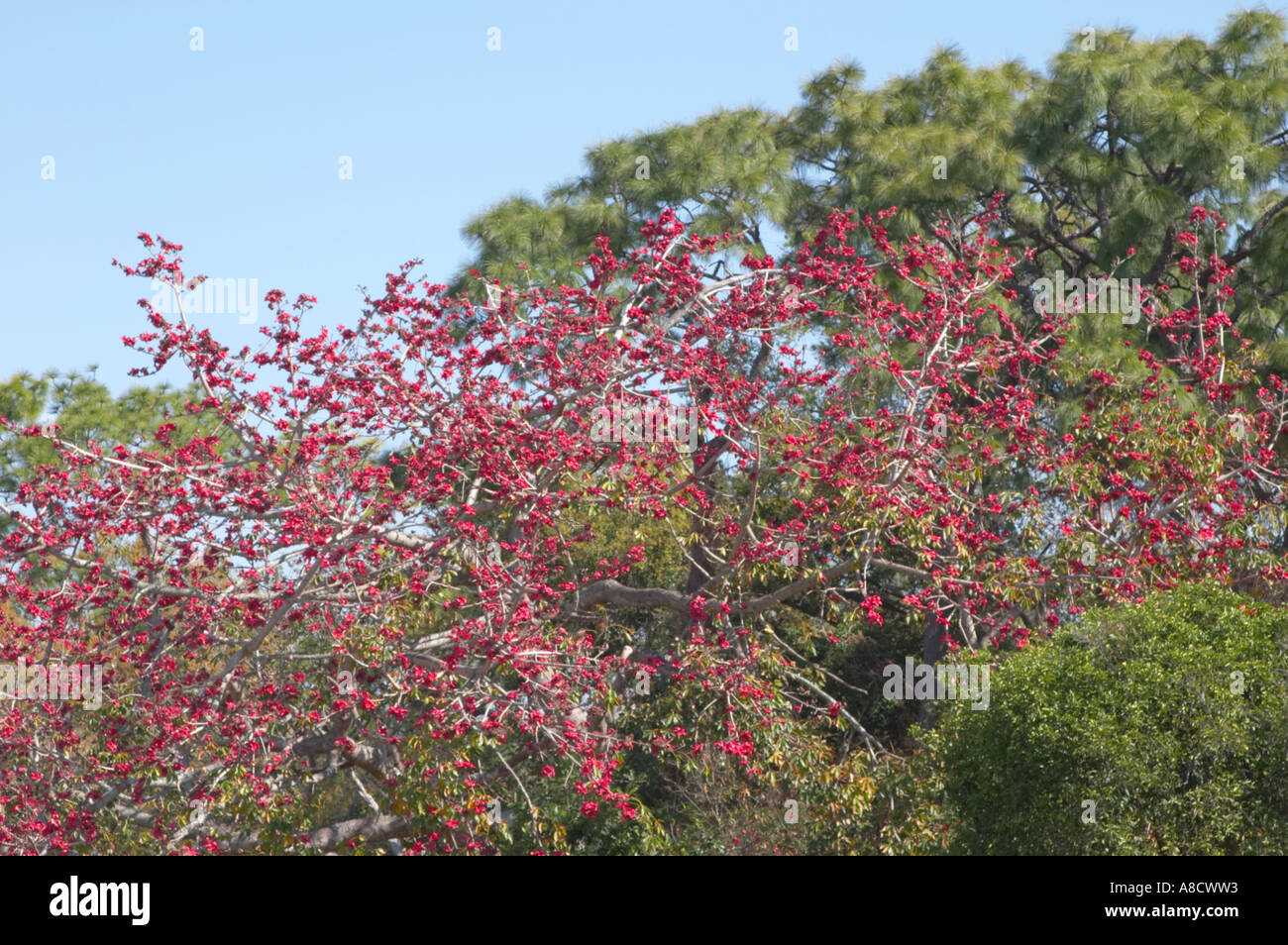 BOMBAX TREE Bombax ceiba IN SOUTHWEST FLORIDA Stock Photo - Alamy