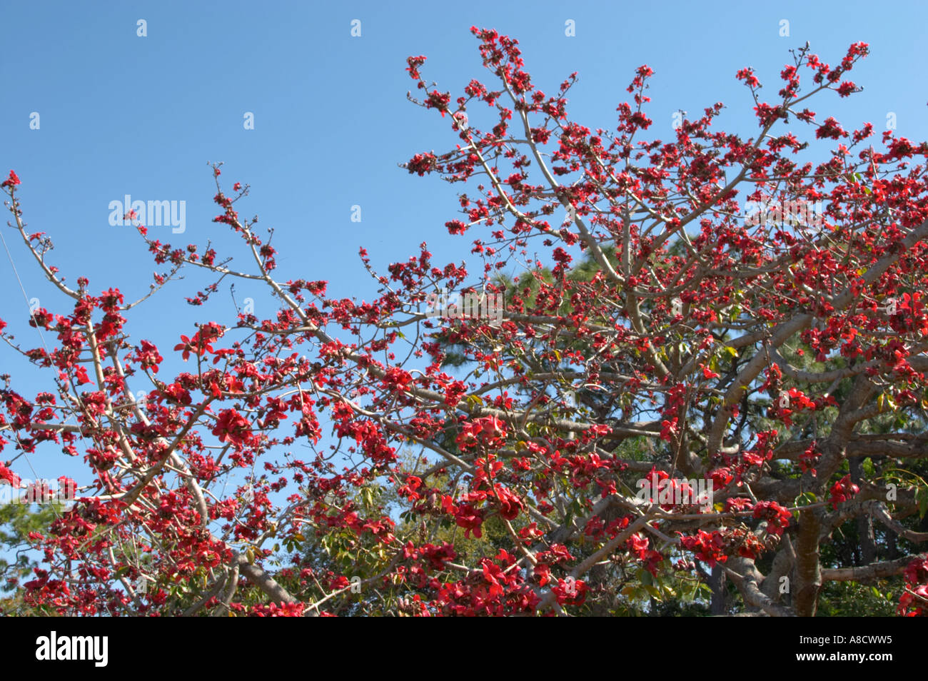 BOMBAX TREE Bombax ceiba IN SOUTHWEST FLORIDA Stock Photo - Alamy