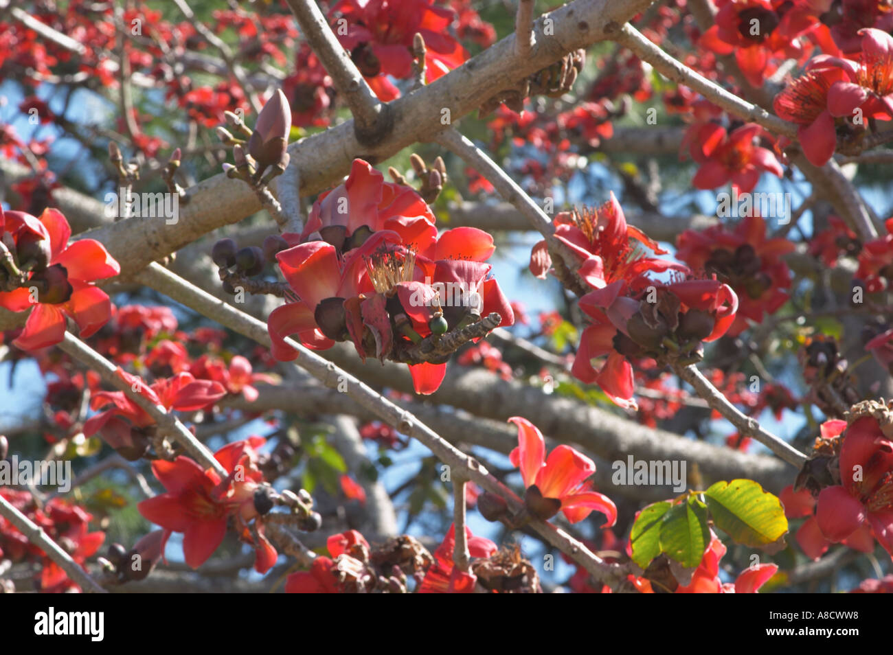BOMBAX TREE Bombax ceiba IN SOUTHWEST FLORIDA Stock Photo - Alamy