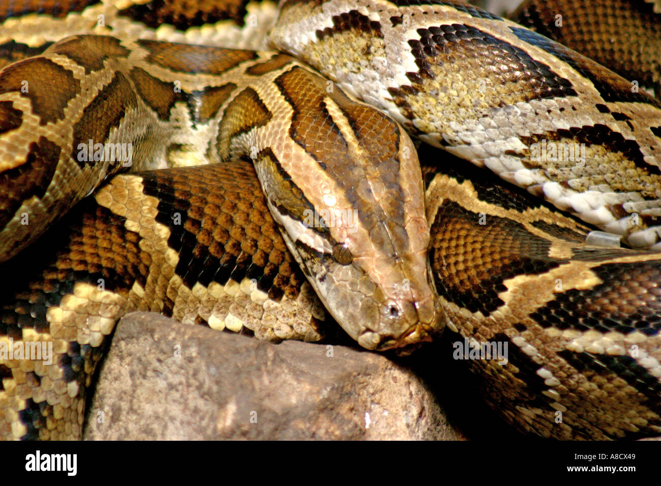 Burmese constrictors hi-res stock photography and images - Alamy