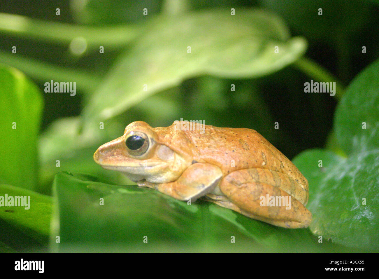 Asian tree frog hi-res stock photography and images - Alamy