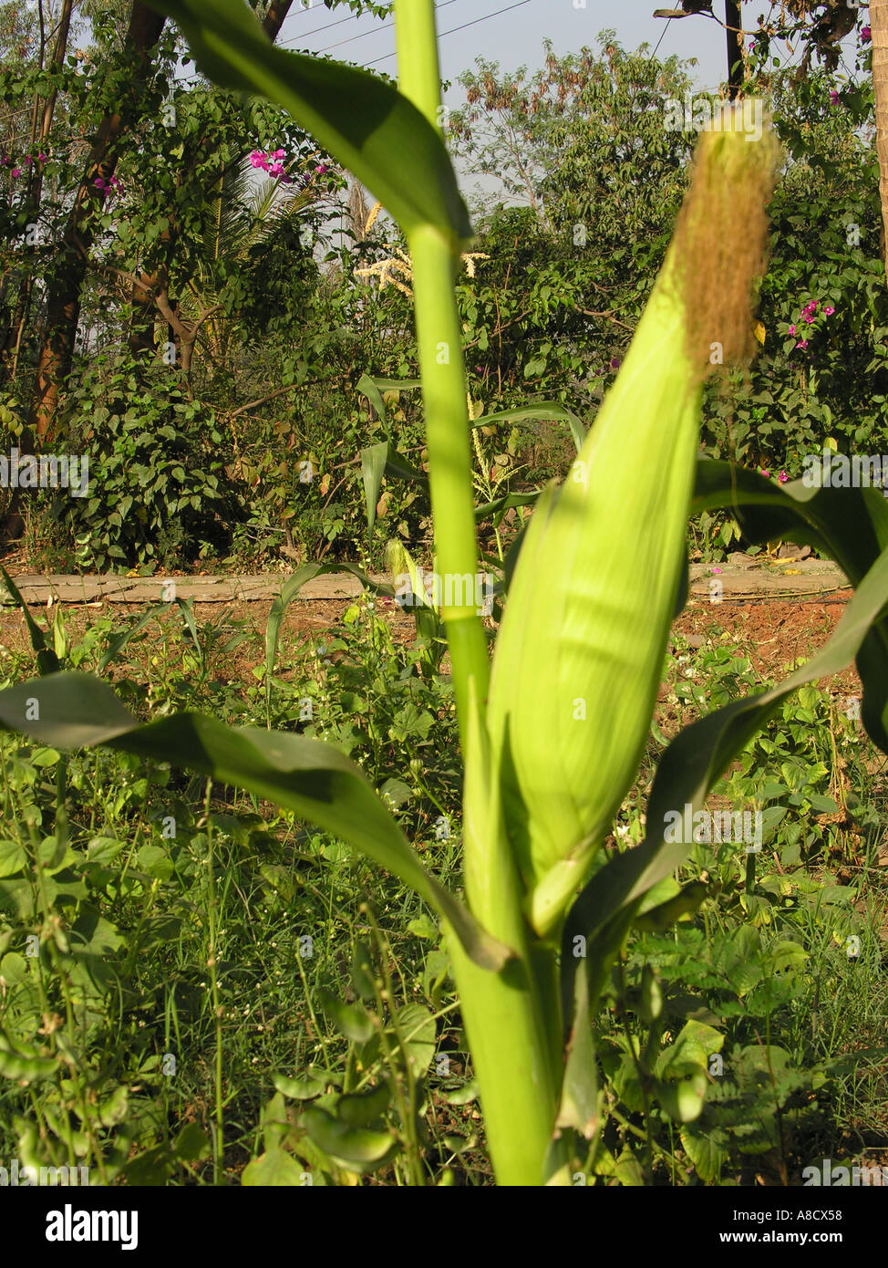 Maize cover crop hi-res stock photography and images - Alamy