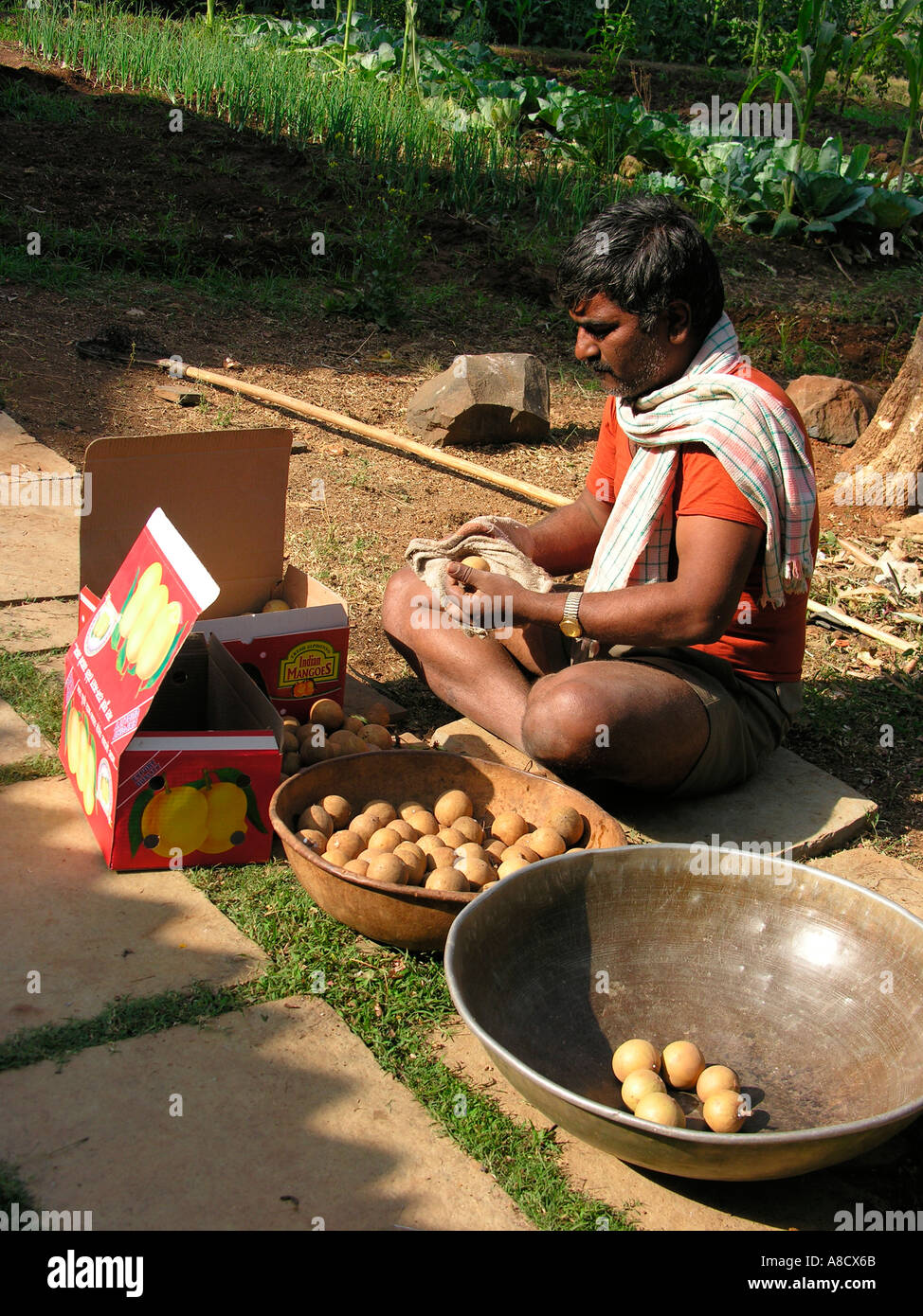 Man packing fruits hi-res stock photography and images - Alamy