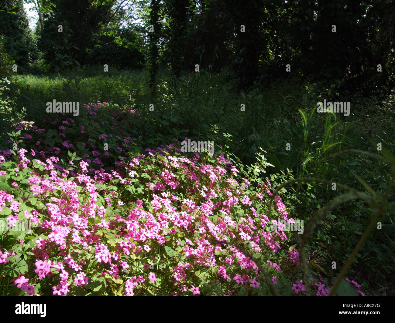 wild flowers in countryside Stock Photo - Alamy