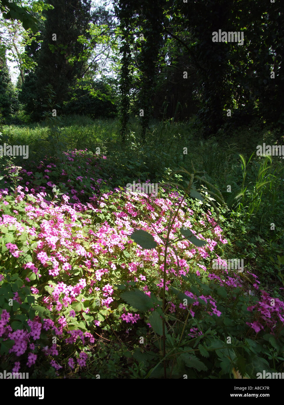 wild flowers in countryside Stock Photo - Alamy