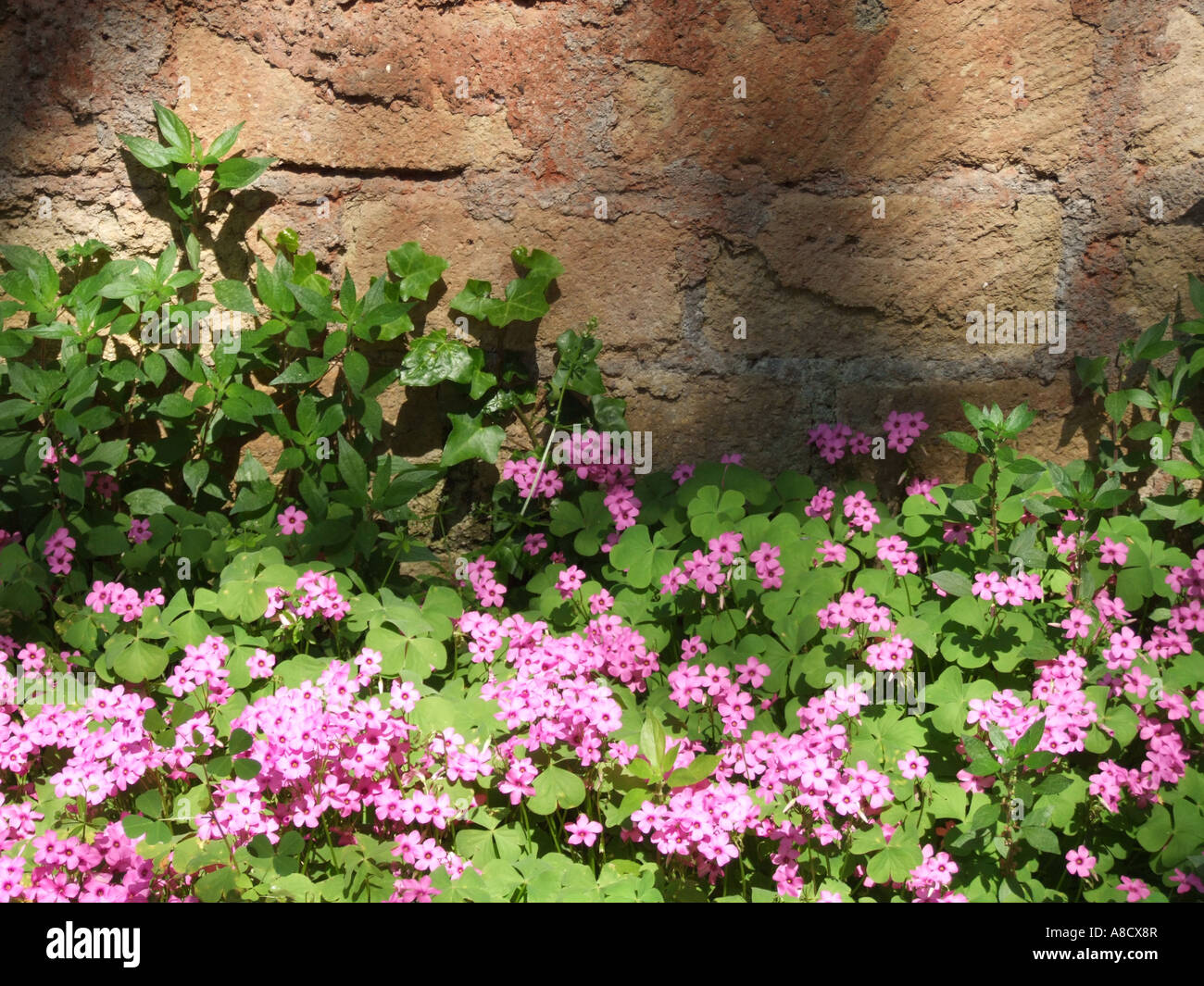 wild flowers in countryside Stock Photo - Alamy