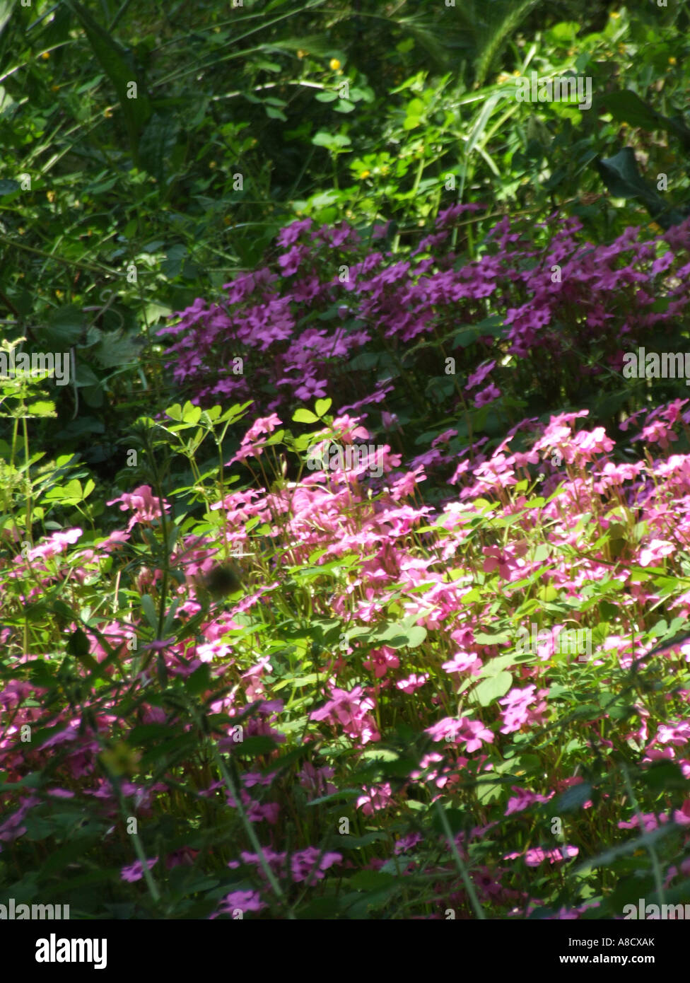 wild flowers in countryside Stock Photo - Alamy