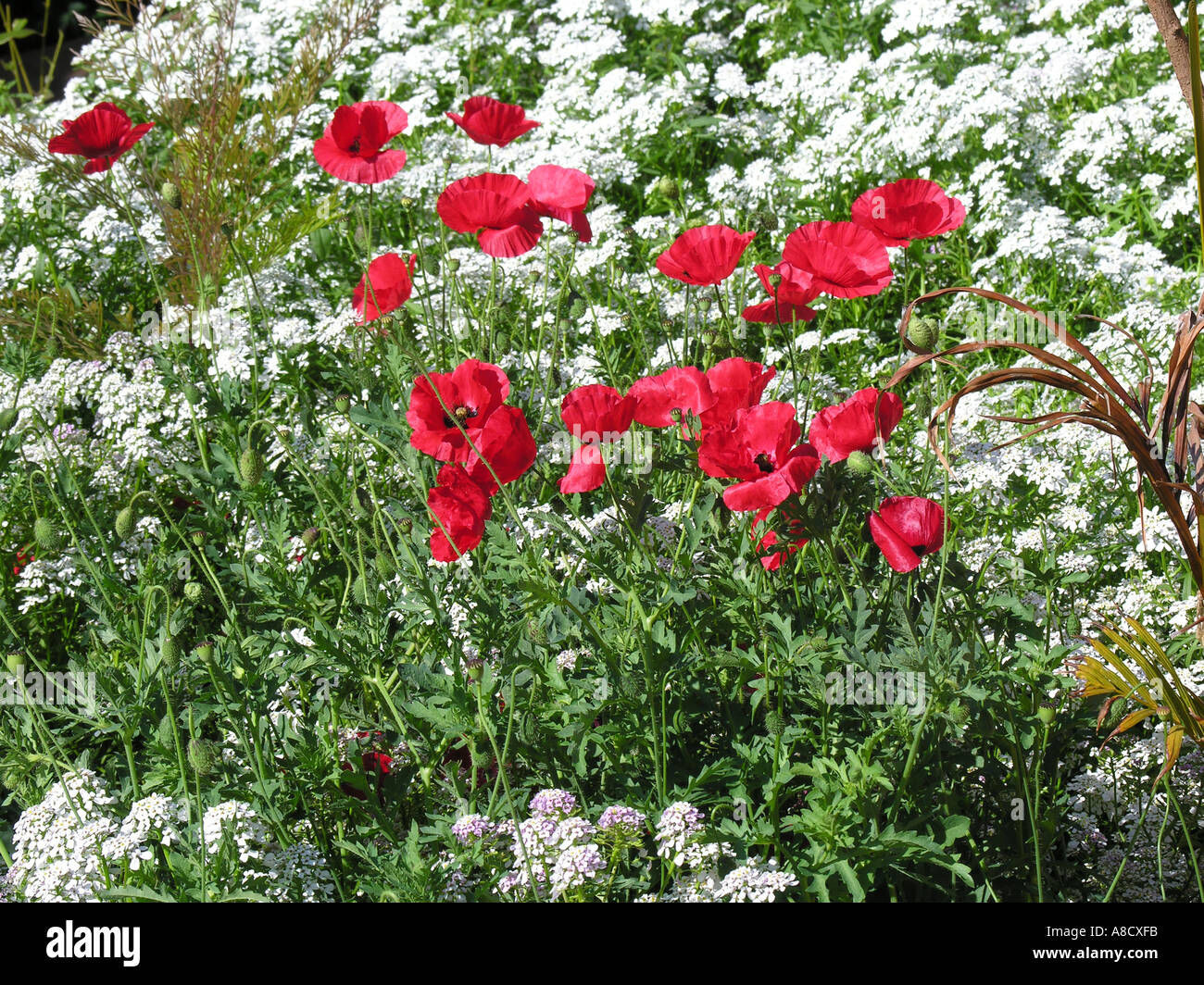 NMJ98710 red poppy Flowers Mahabaleshwar Maharashtra India Stock Photo ...