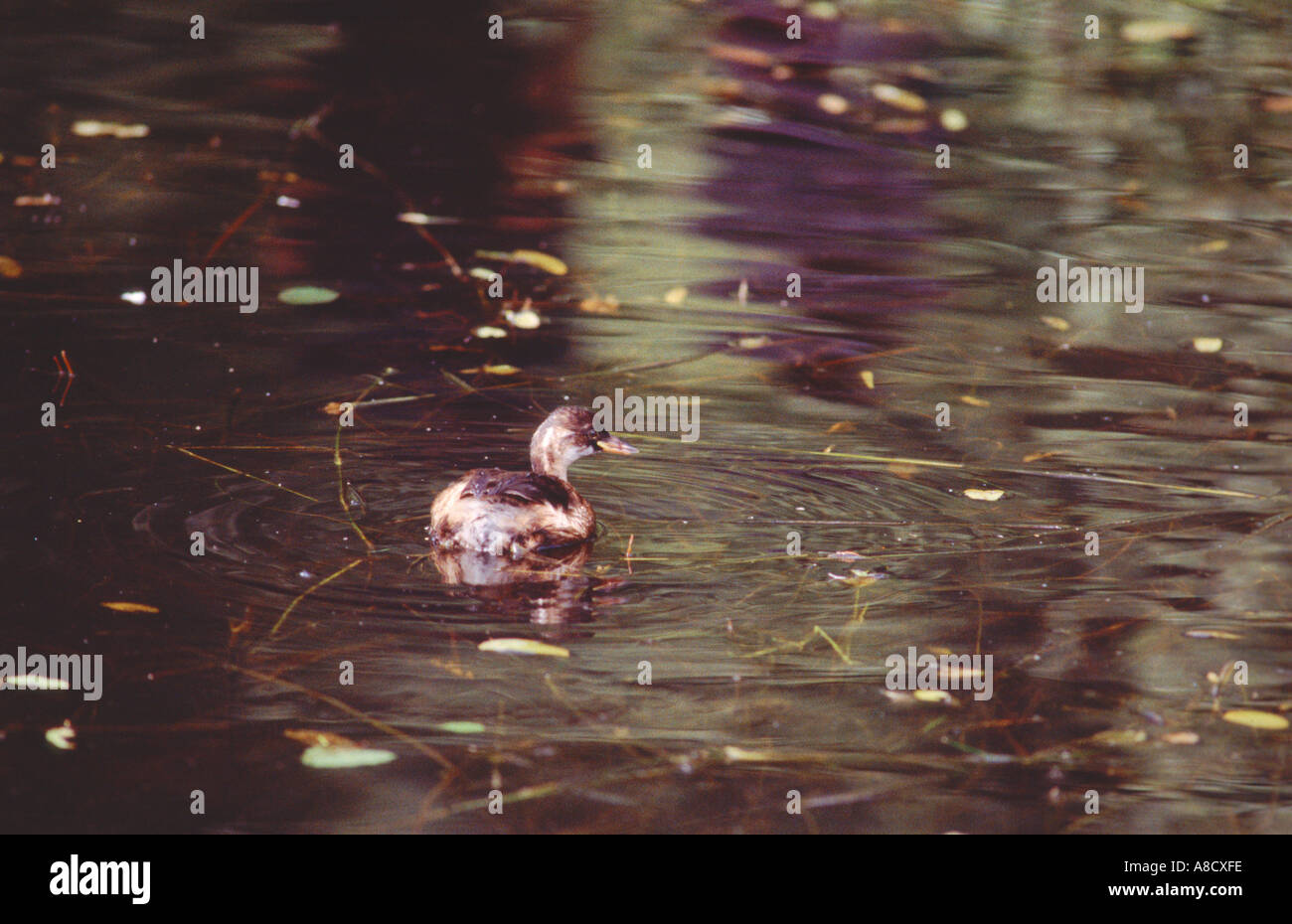 Surfacing after diving hi-res stock photography and images - Alamy