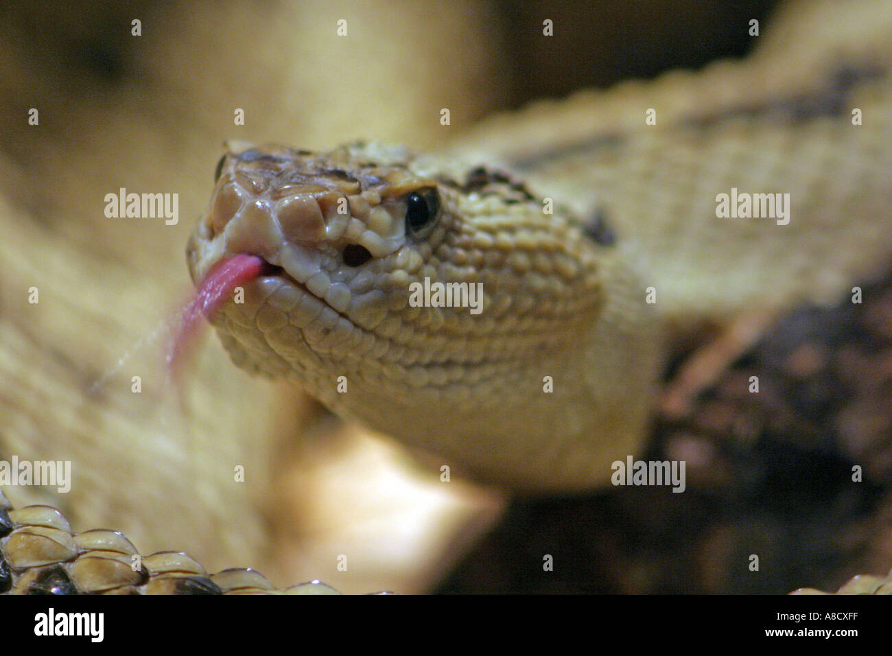 Neotropical rattlesnake hi-res stock photography and images - Alamy