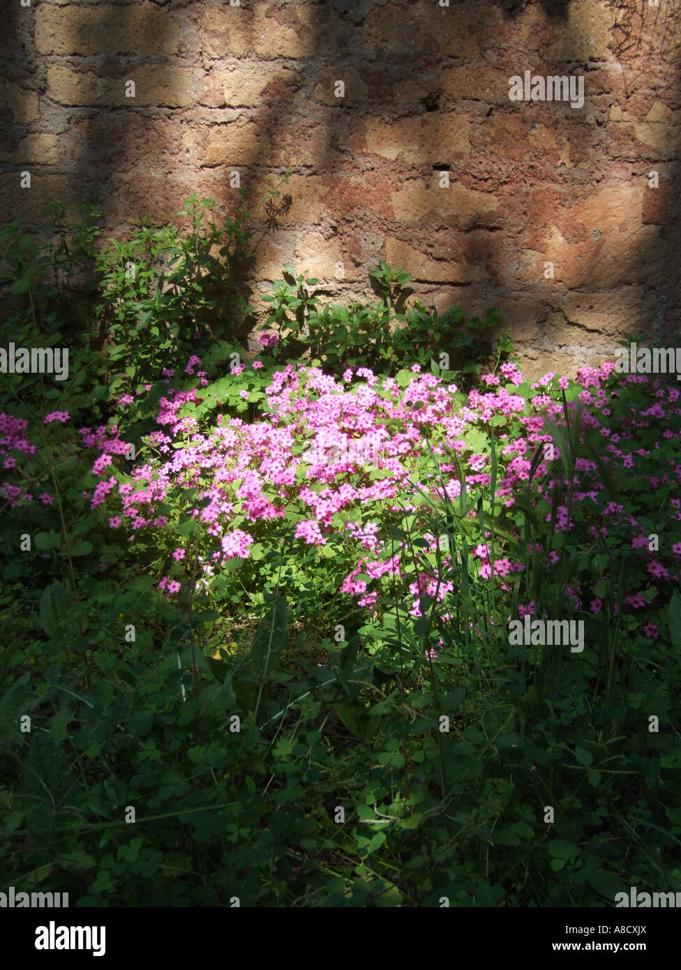 wild flowers in countryside Stock Photo - Alamy