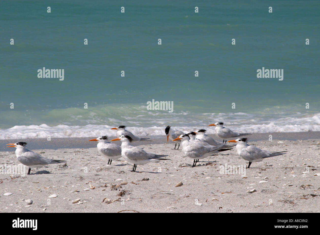 ROYAL TERNS STERNA MAXIMA ON THE BEACH IN CAYO COSTA STATE PARK ON THE ...
