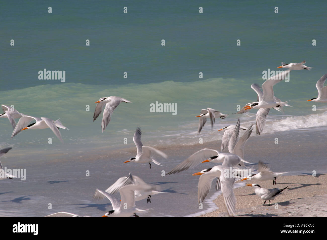 ROYAL TERNS STERNA MAXIMA FLYING OVER WATER IN CAYO COSTA STATE PARK ON ...