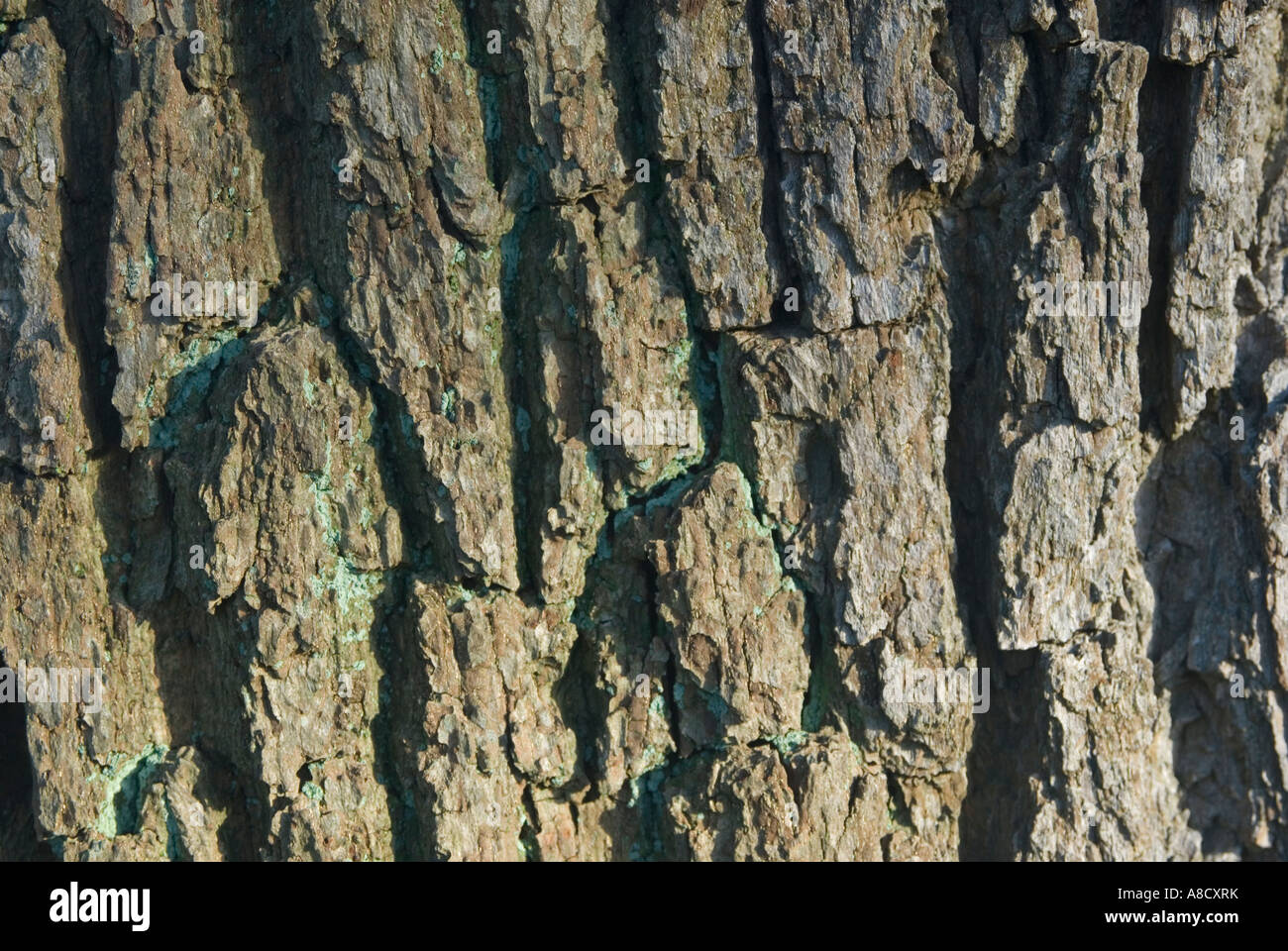 Oak Tree bark texture Stock Photo - Alamy
