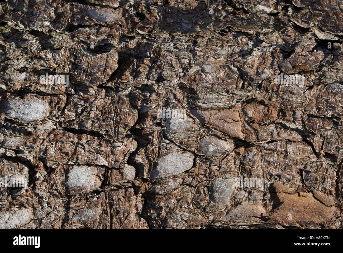 Pine Tree bark texture Stock Photo - Alamy
