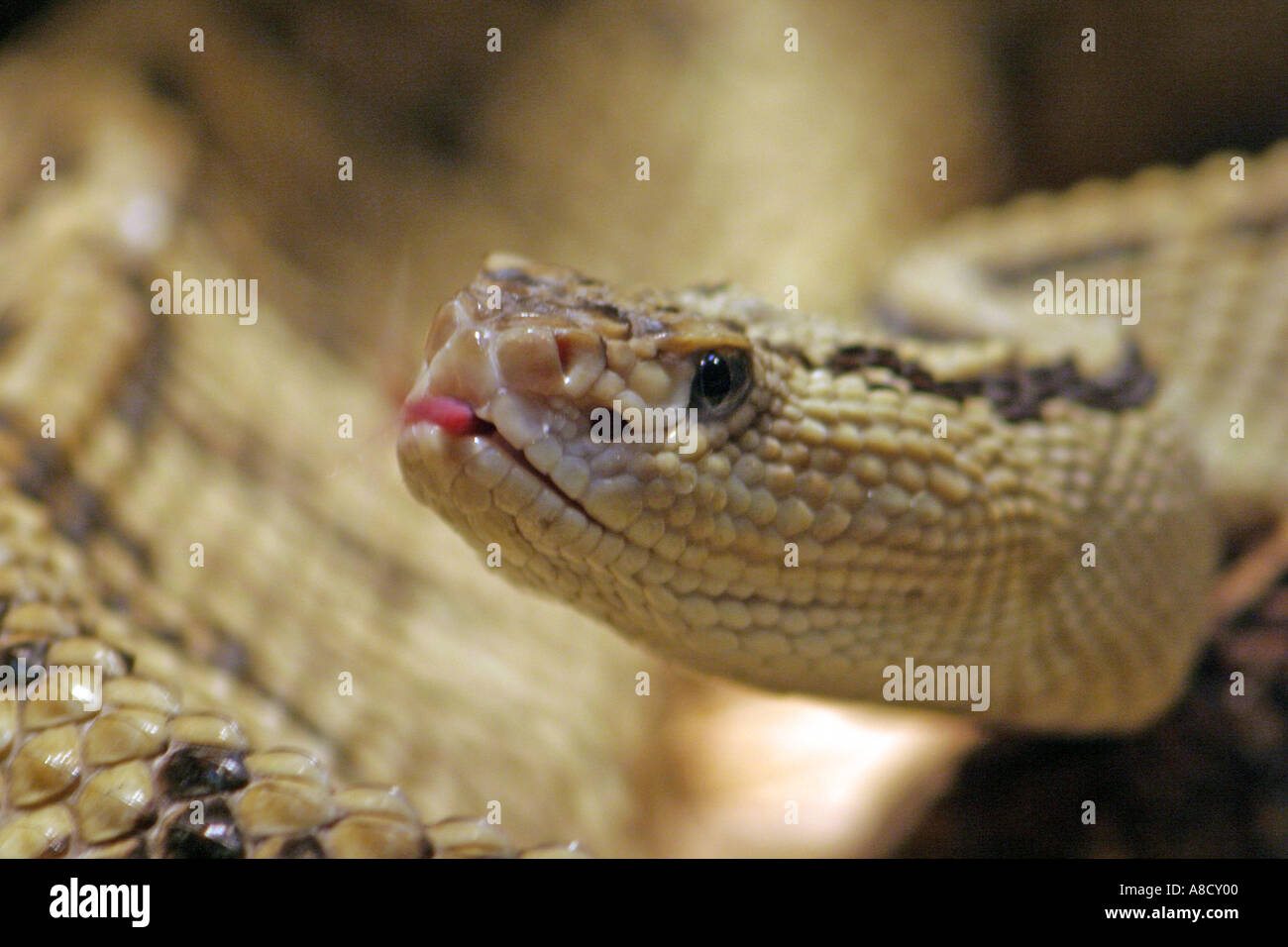 Neotropical rattlesnake hi-res stock photography and images - Alamy