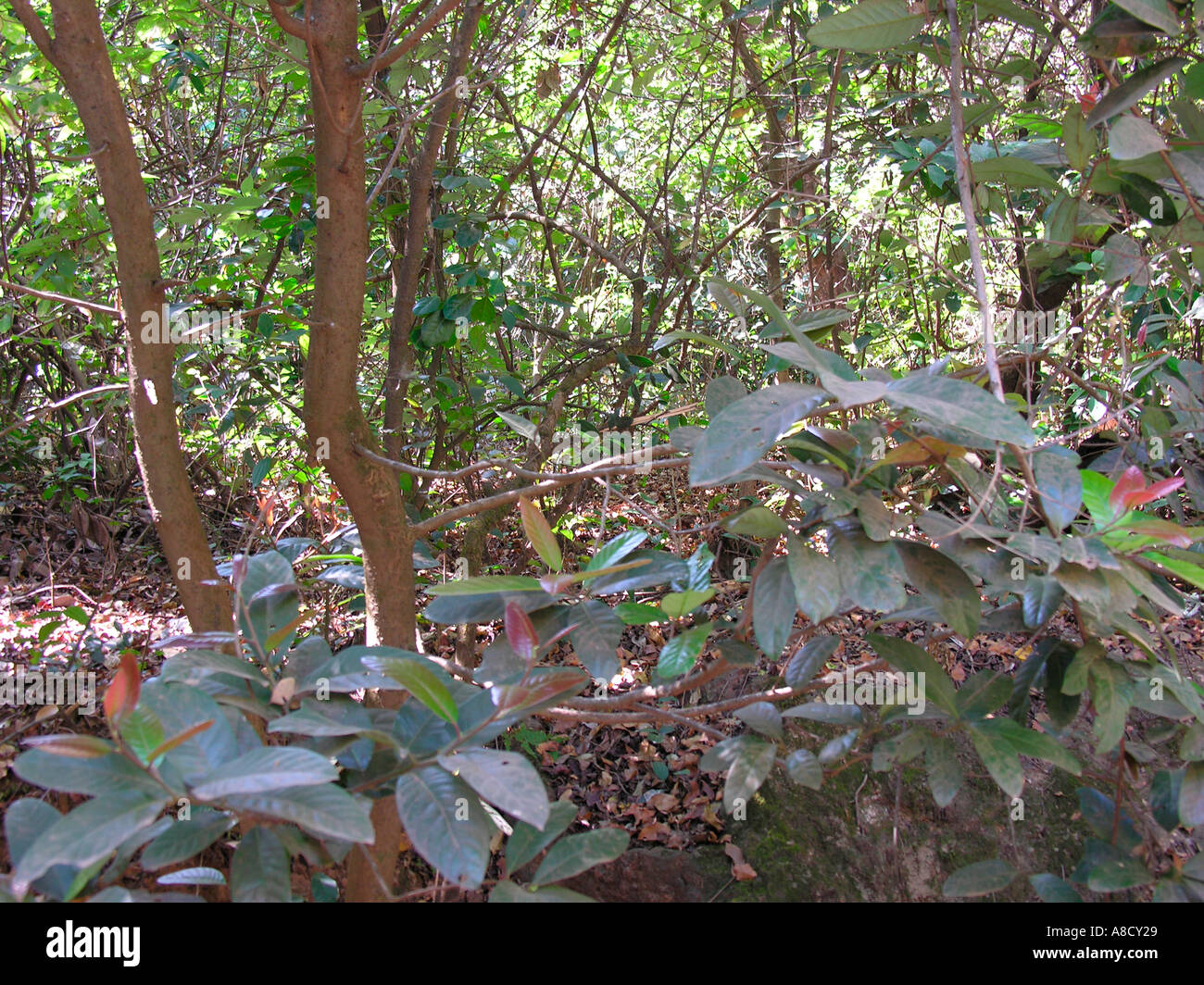 NMJ98712 Trees forest jungle Mahabaleshwar Maharashtra India Stock ...