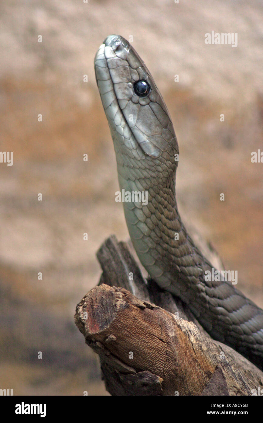 Snakes killer hi-res stock photography and images - Alamy