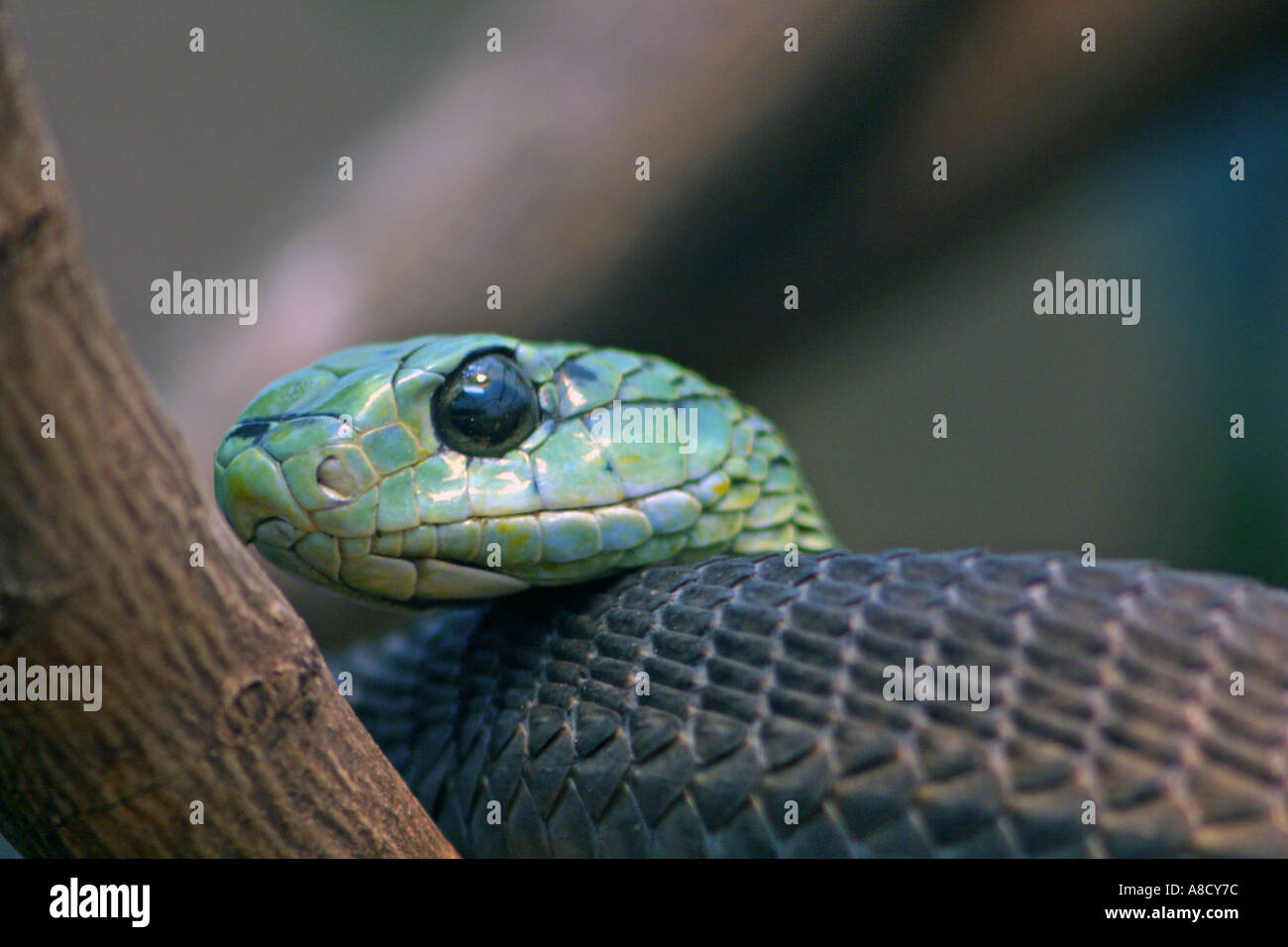 Boomslang snakes hi-res stock photography and images - Alamy