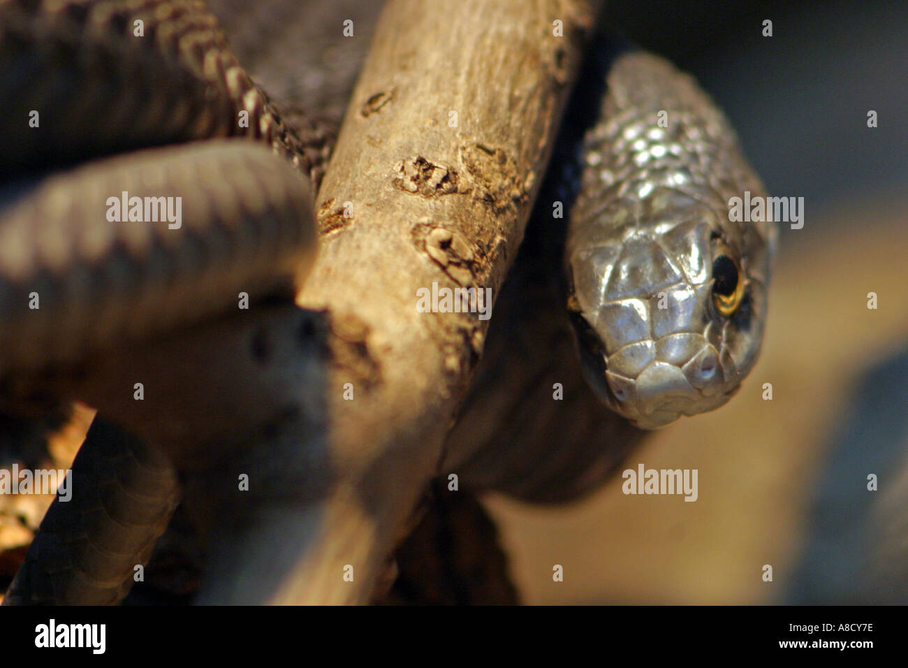 Boomslang snakes hi-res stock photography and images - Alamy
